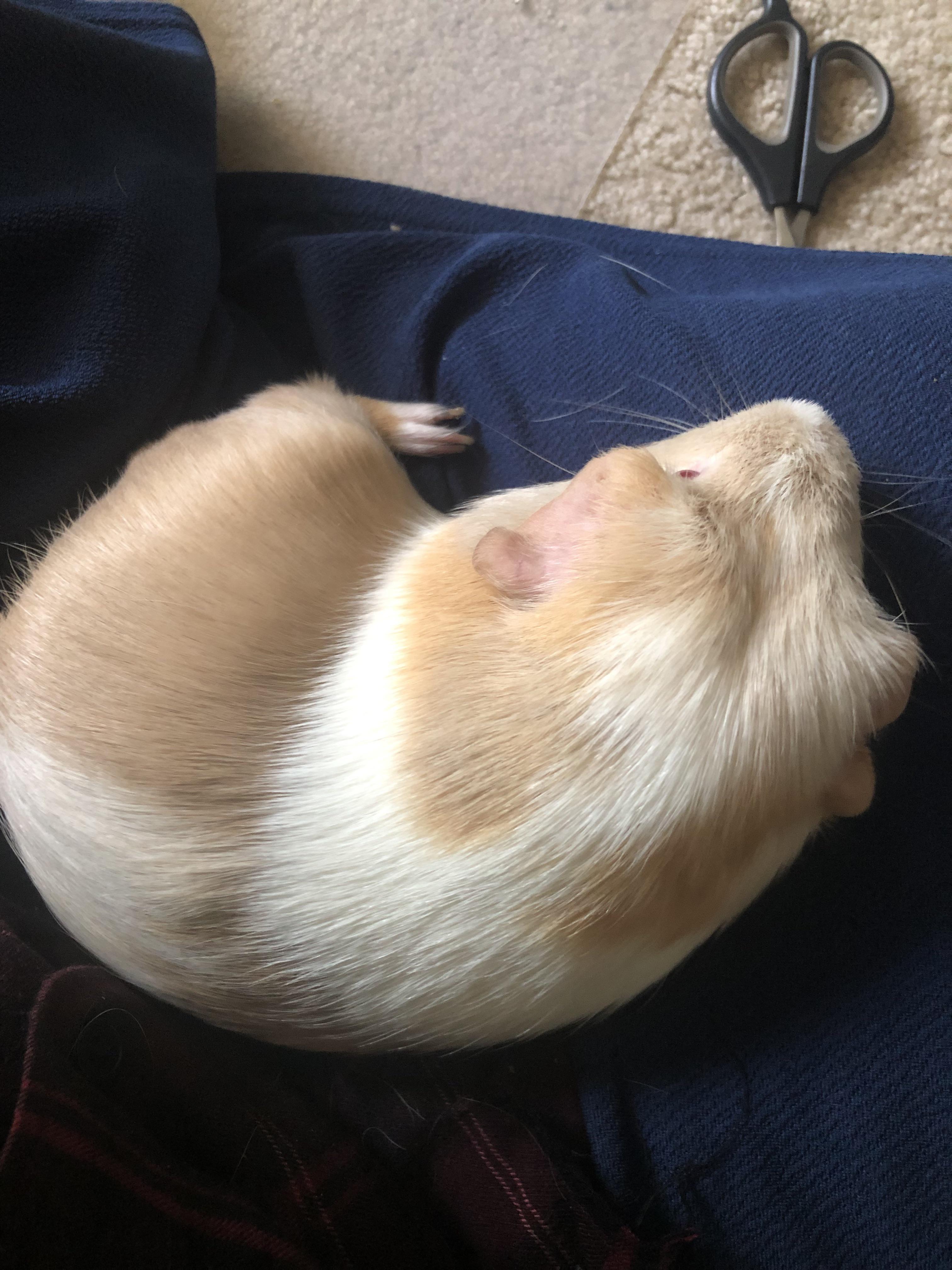 FOF from my cuddle pigs | Scrolller