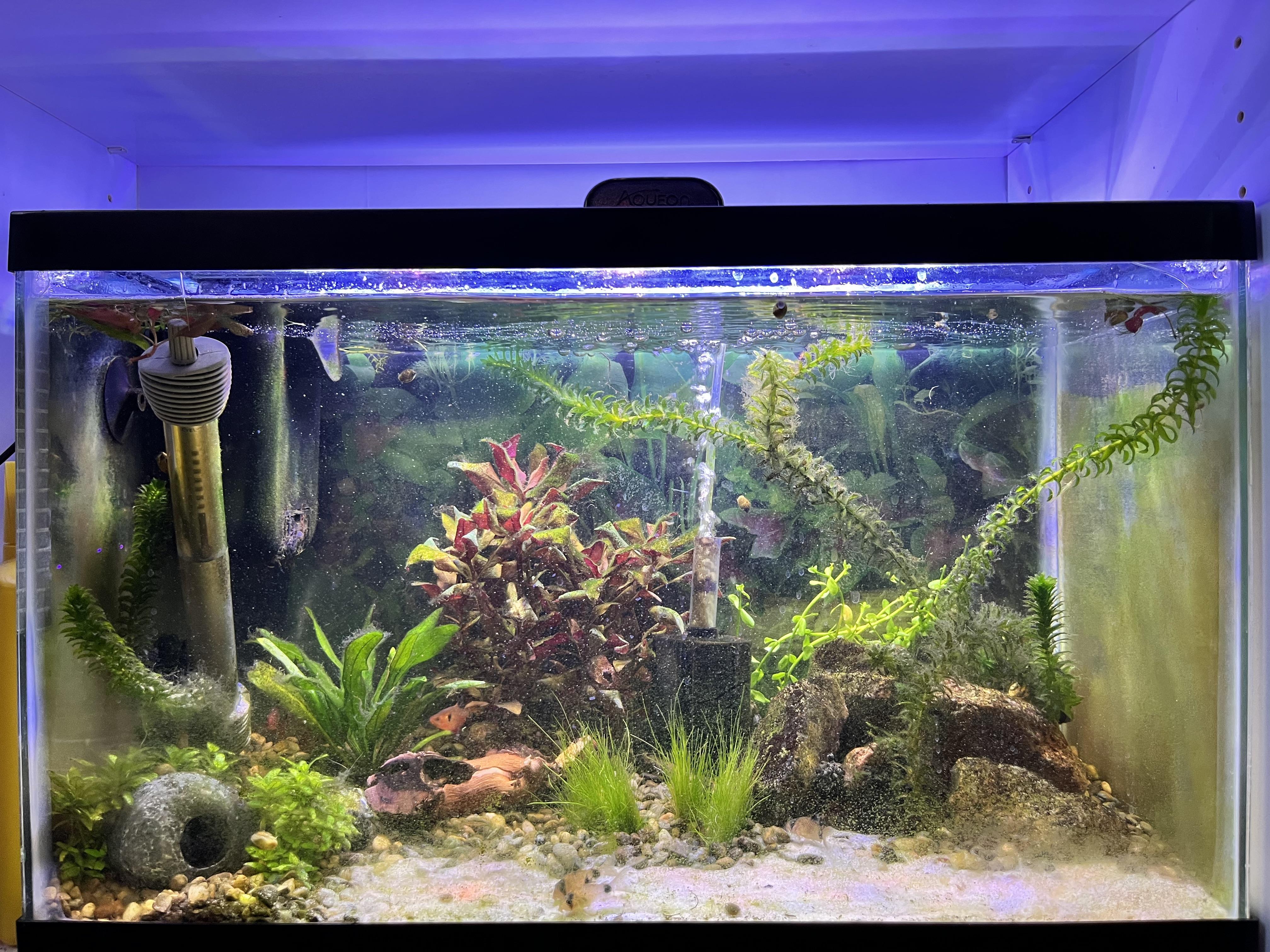 I just wanted to show off my tanks. | Scrolller