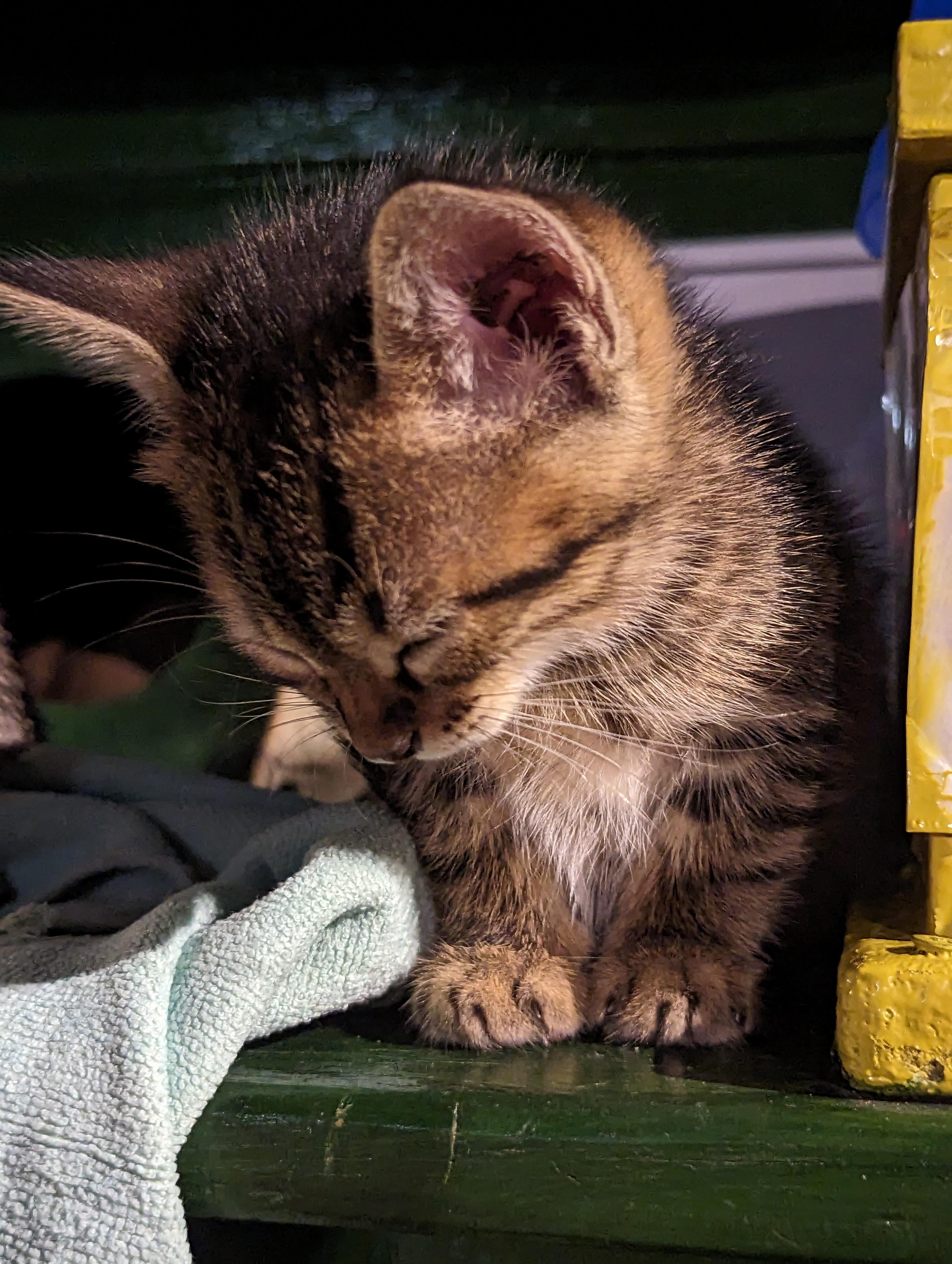 Sleepy kitten having a nap! | Scrolller