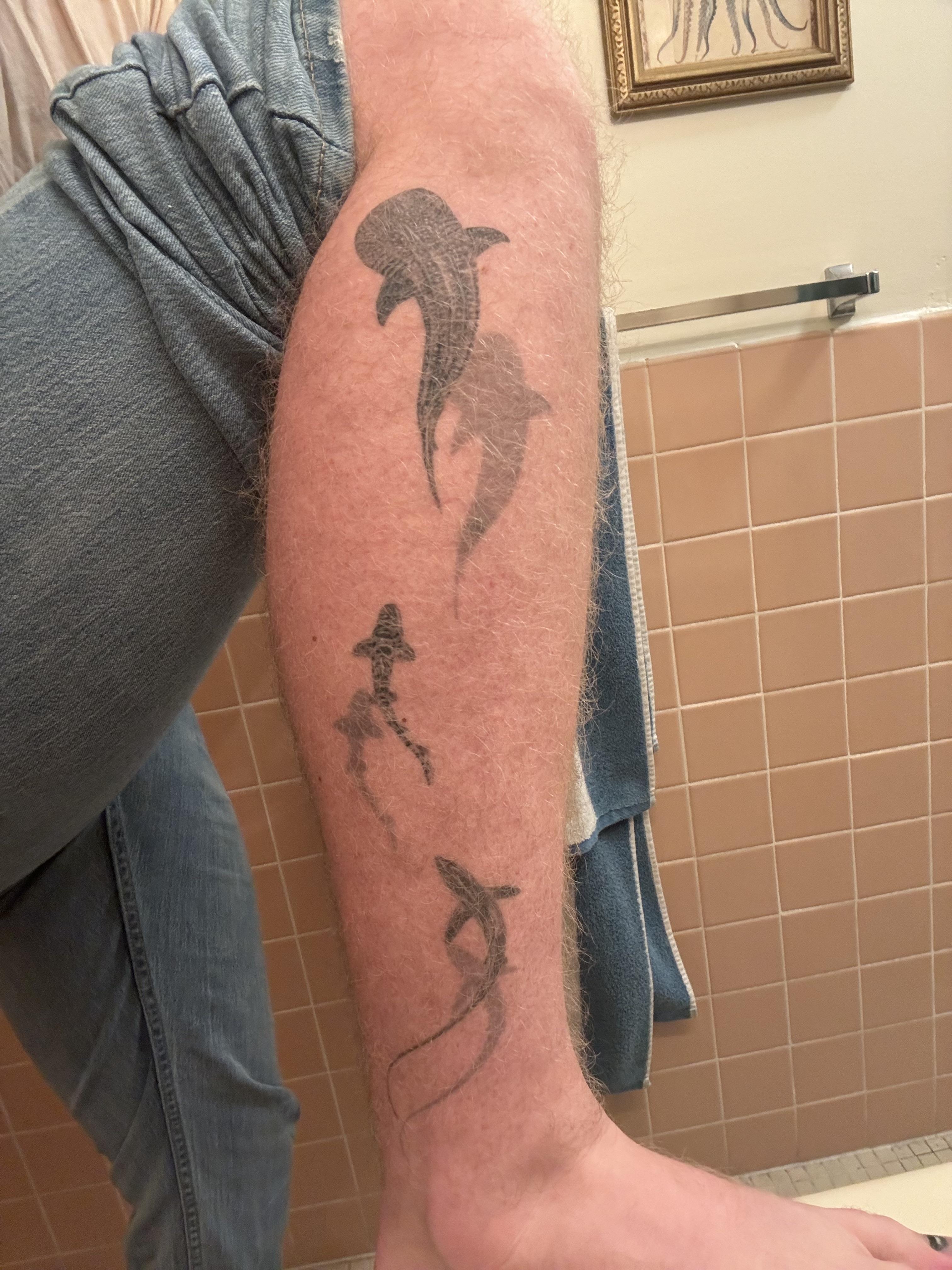 Thoughts on the sharks? | Scrolller