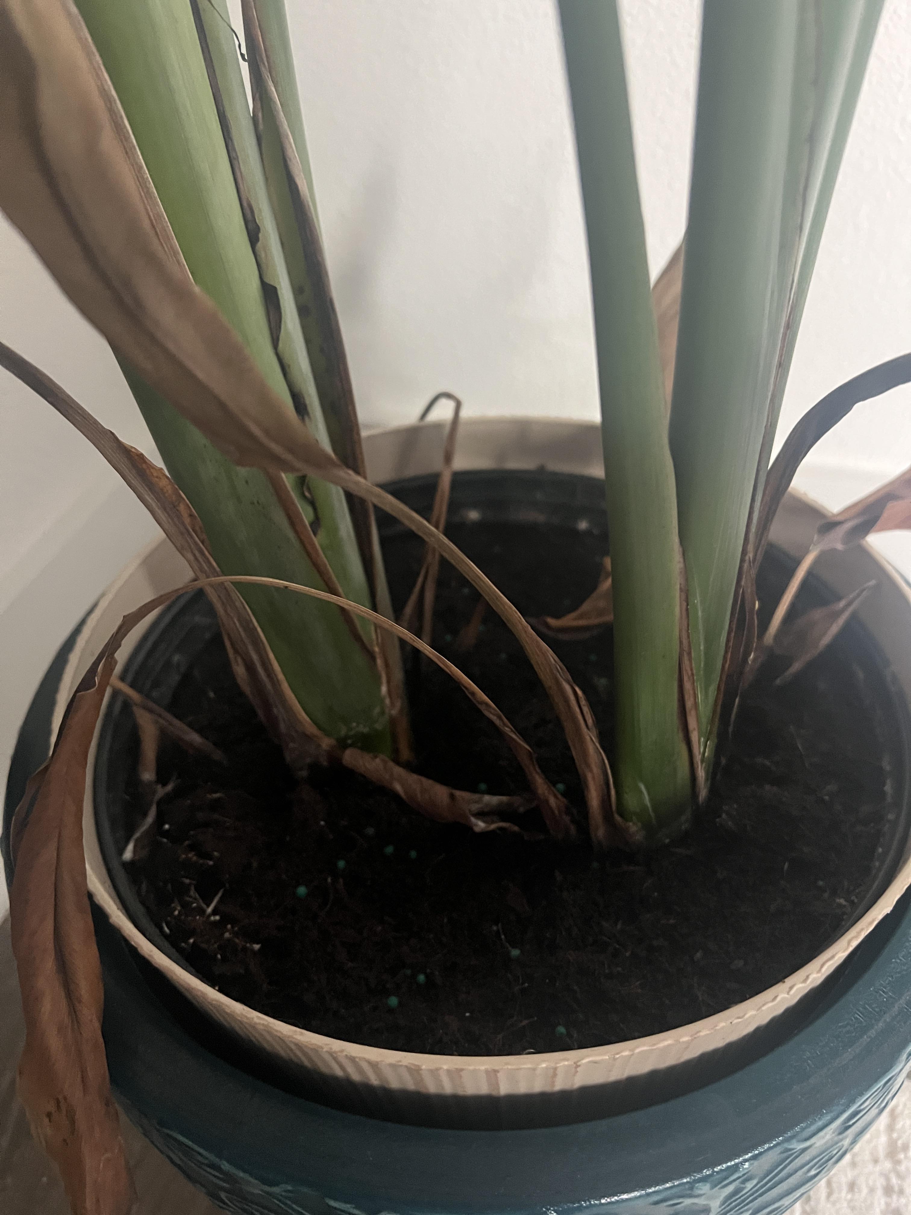 What plant is this and what can I do to revive it? | Scrolller