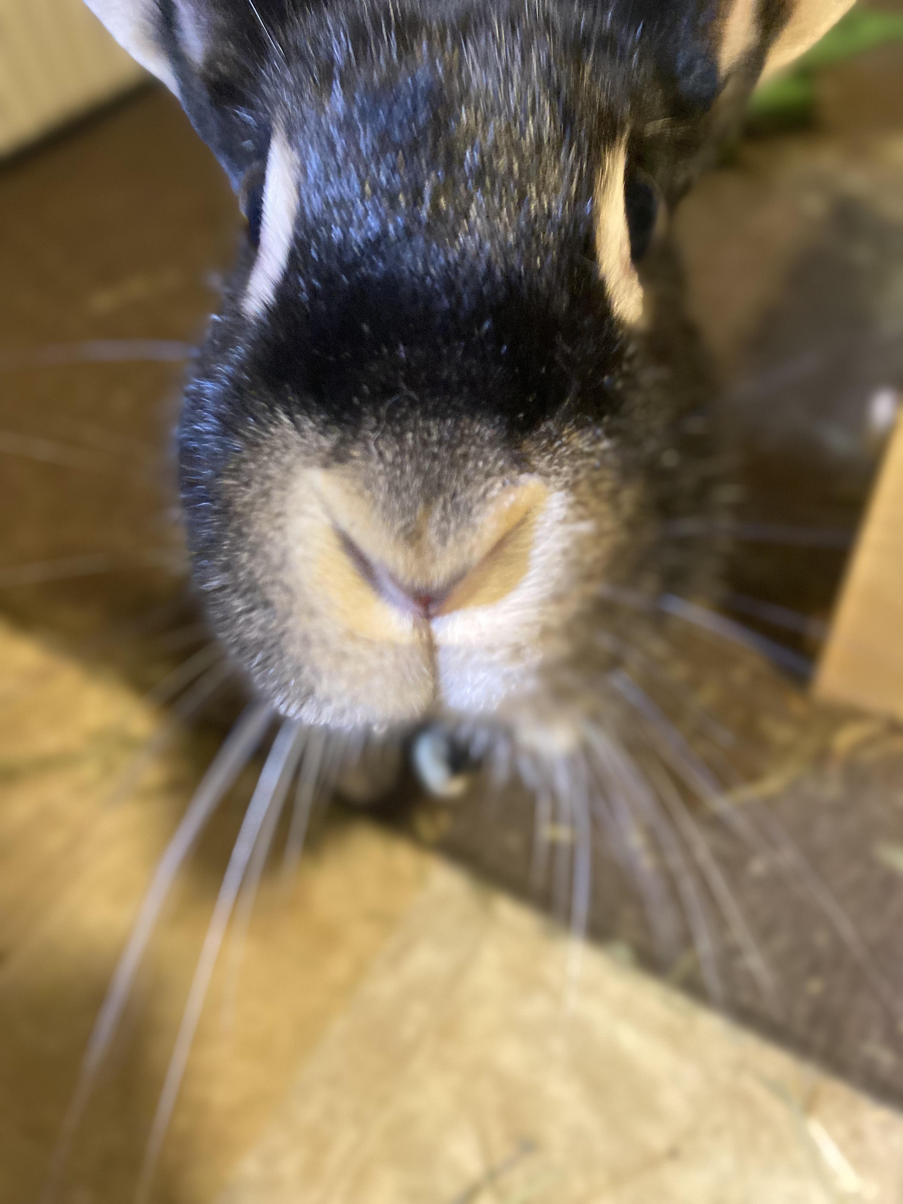 She comes in for that Big Sniff | Scrolller