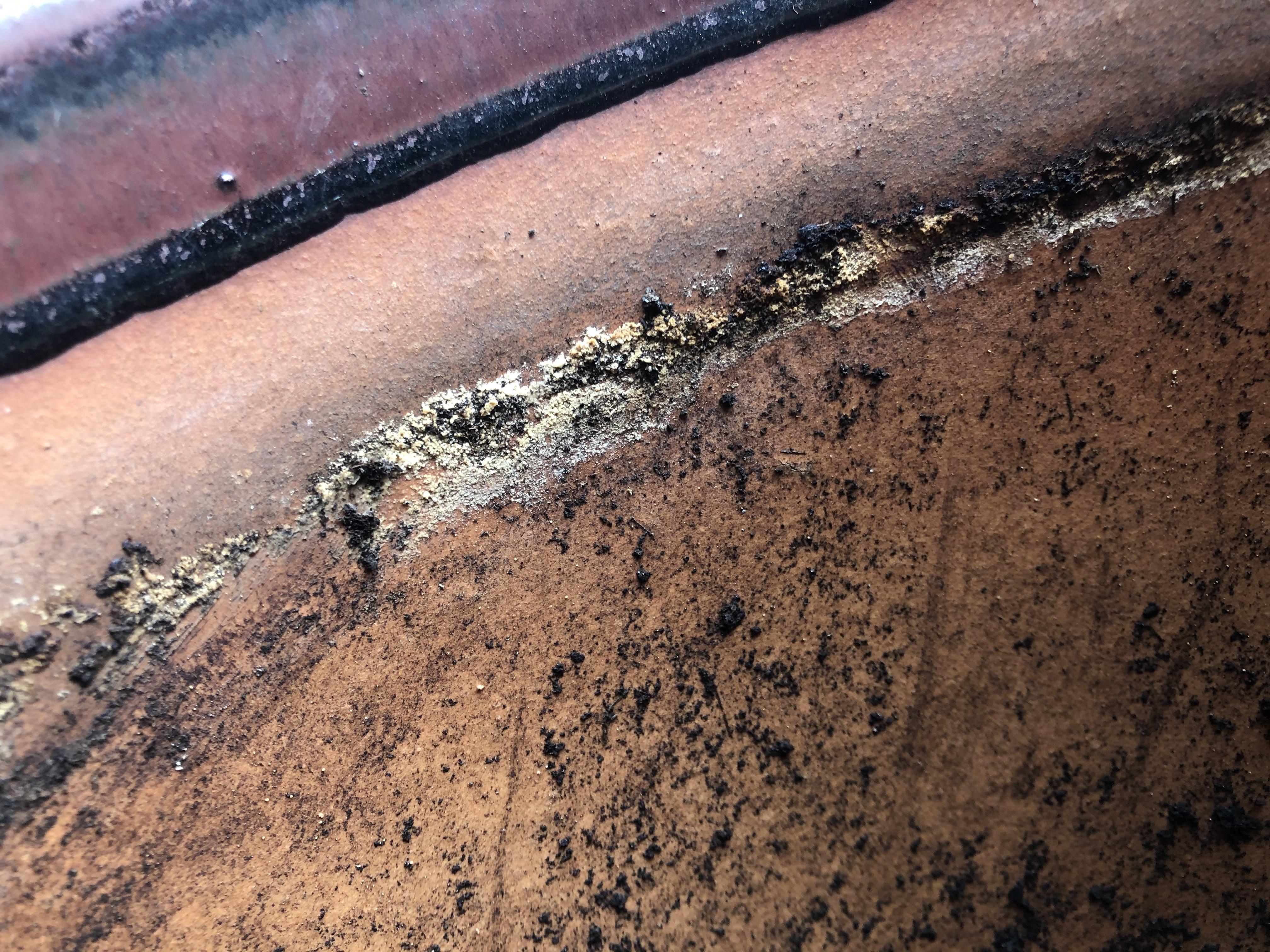 Discover more like Plants: White mold and Related Content | Scrolller