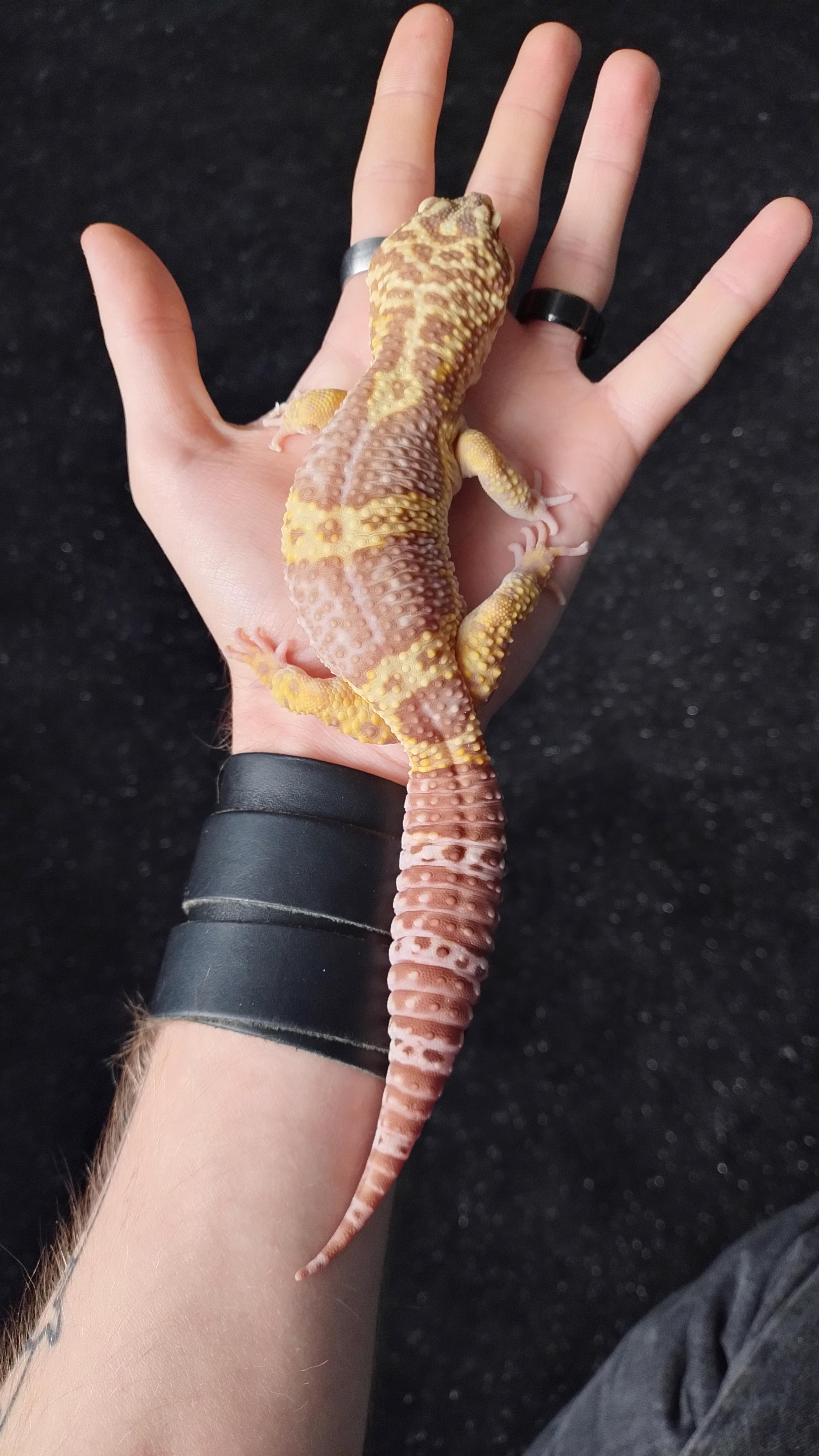 Can someone tell me what morph is this? Two photos pf the same gecko ...