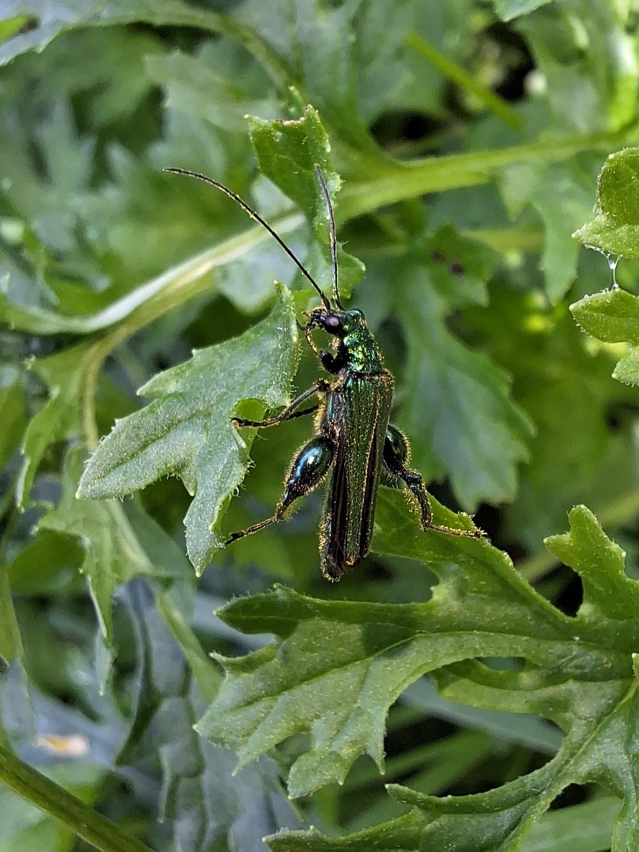 Some of my best insect photos | Scrolller