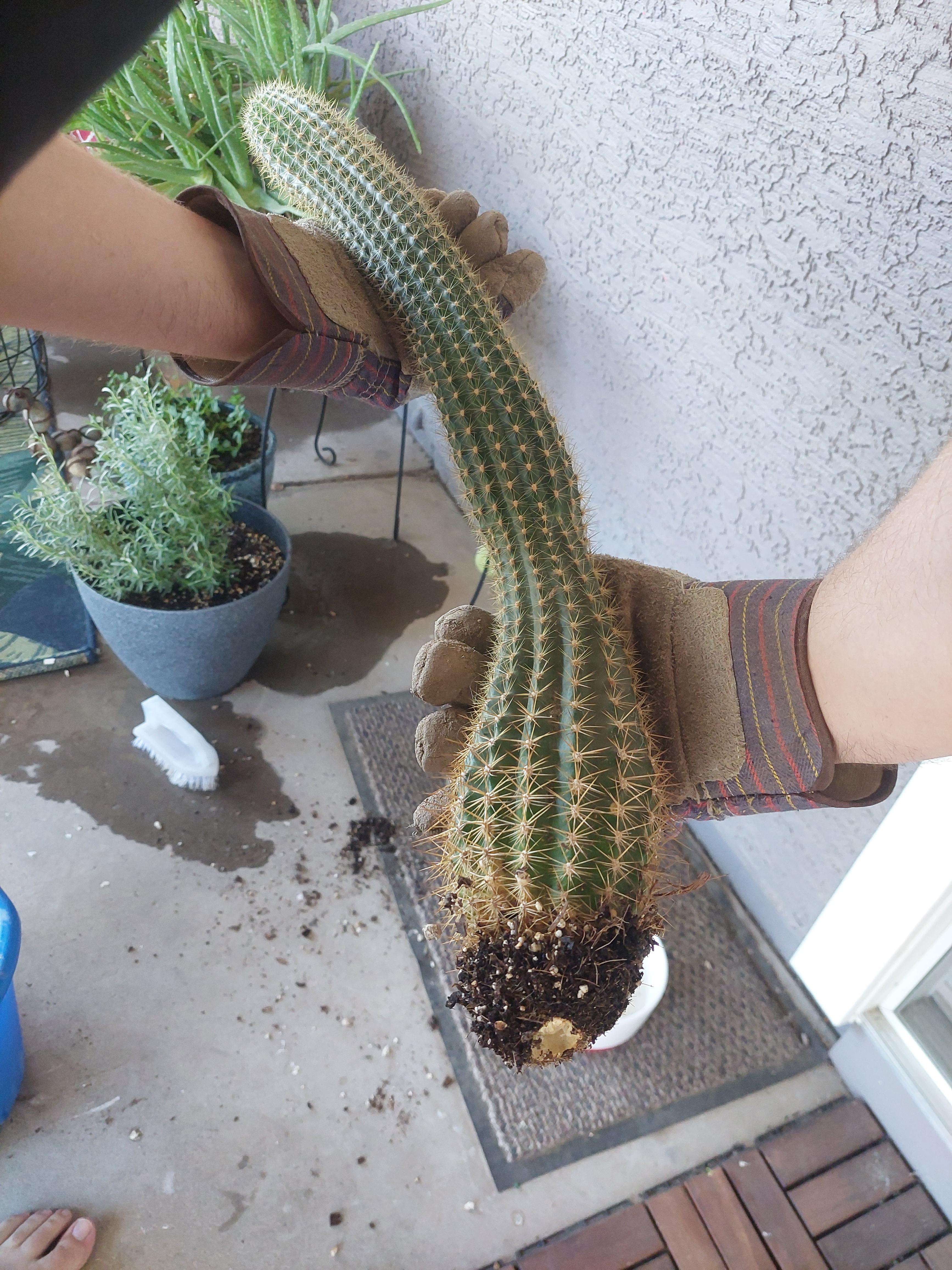 Cactus Emergency!! | Scrolller