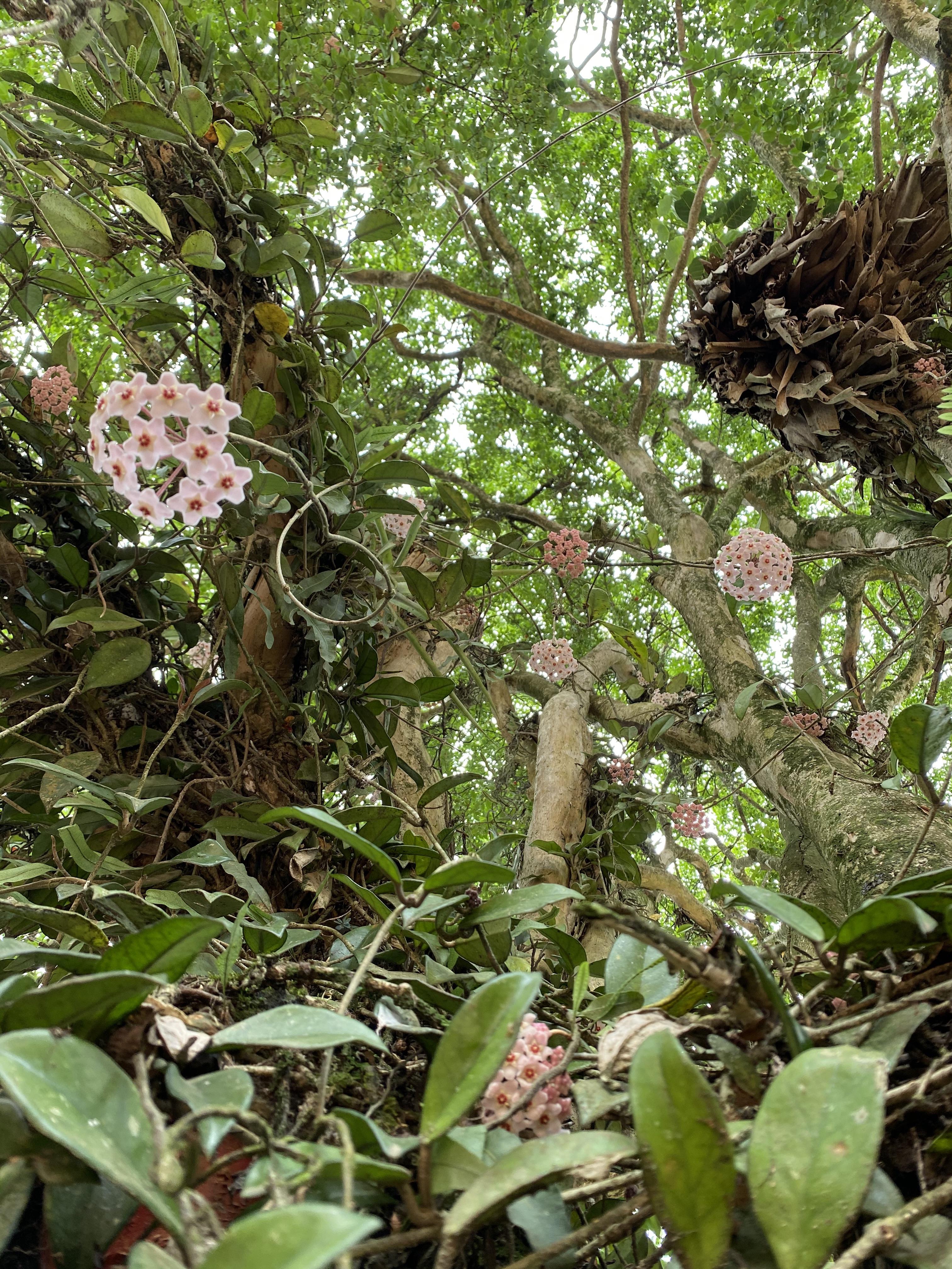 My 53 years old Hoya | Scrolller