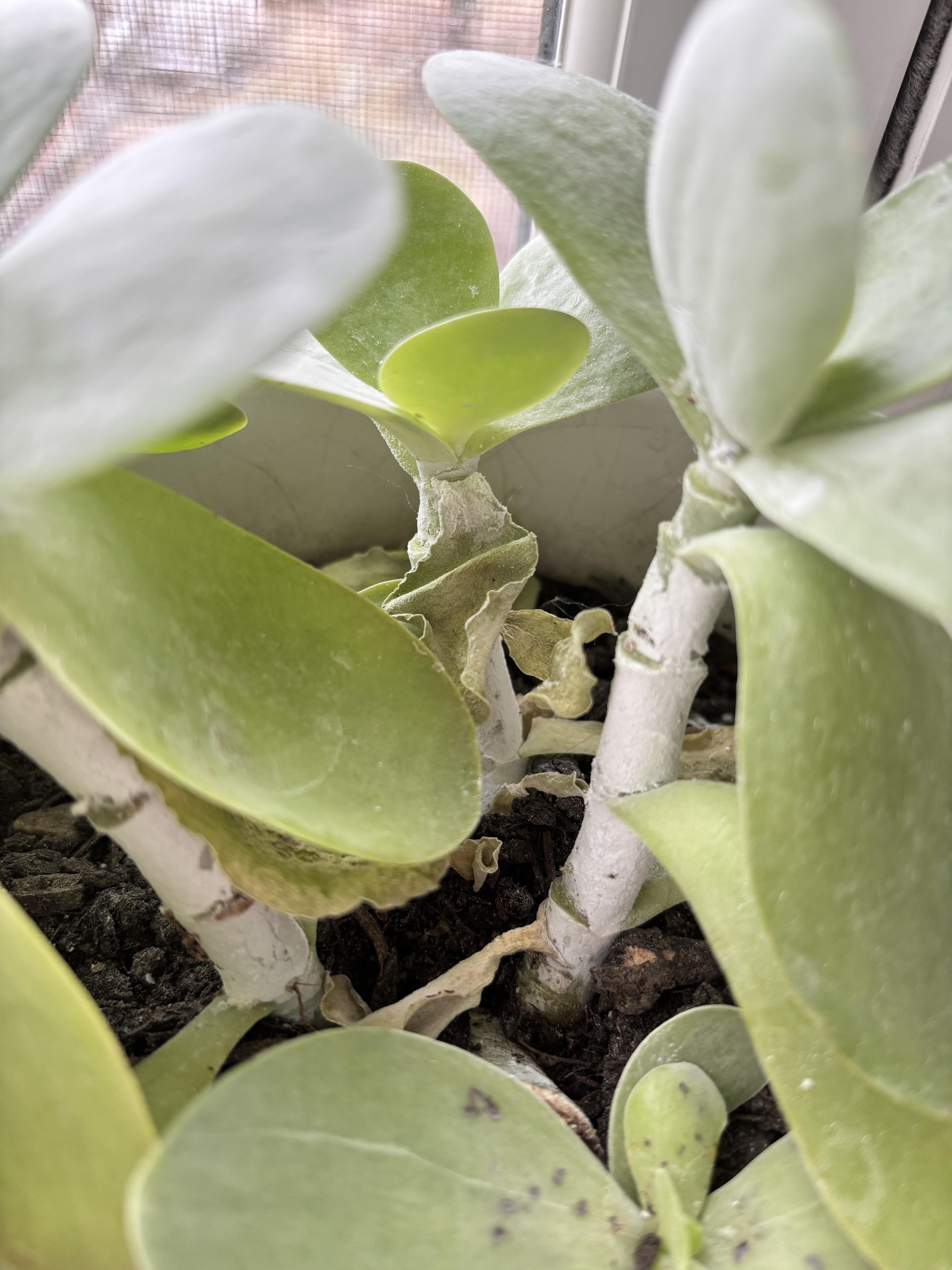 Powdery mildew or farina? | Scrolller