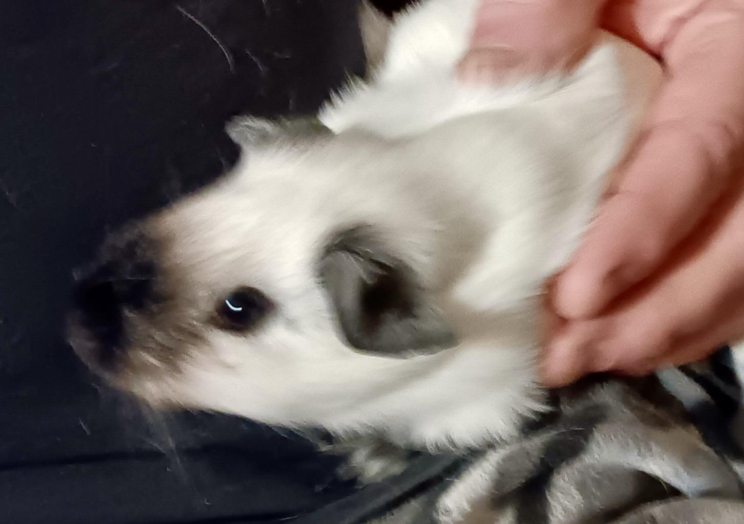 Picking up this beautiful girl Saturday! Names? | Scrolller