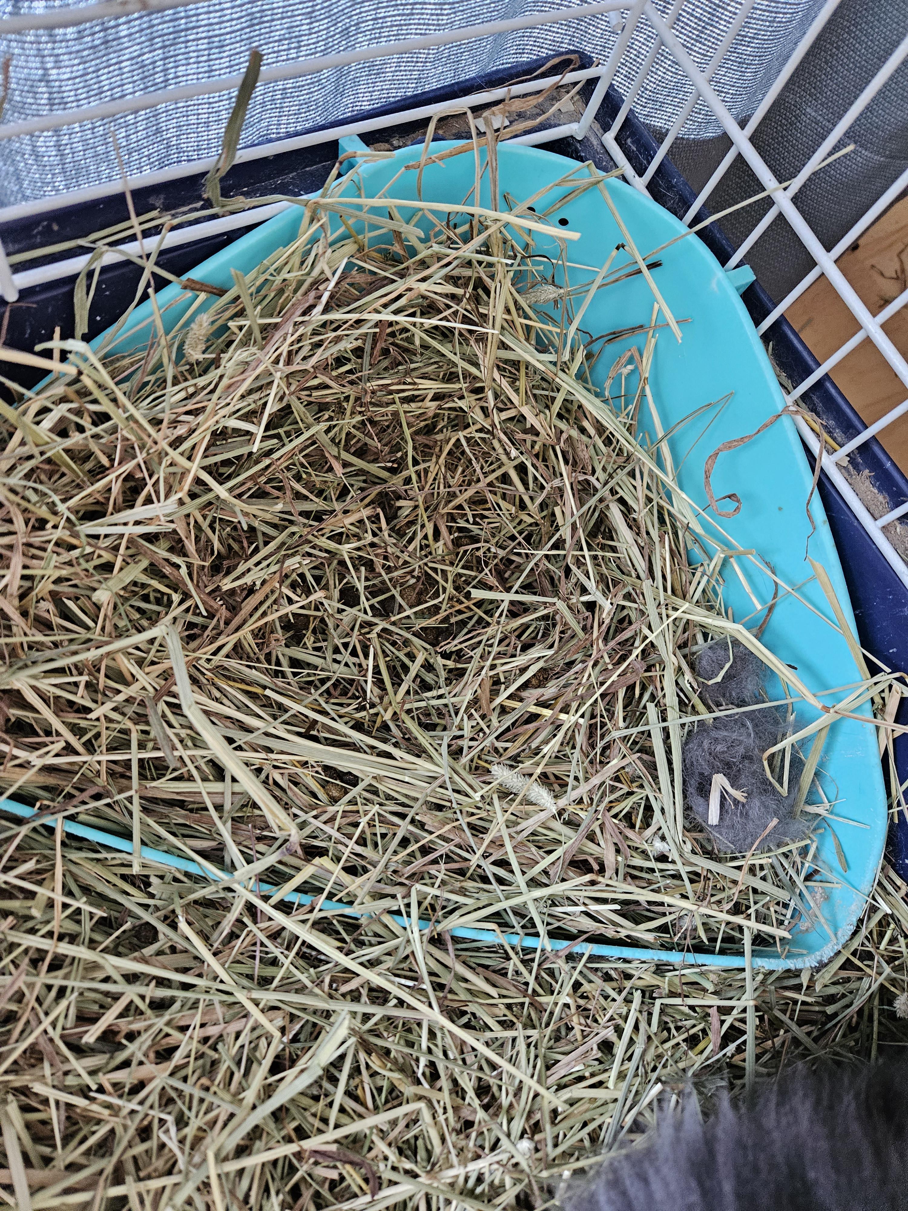 Pregnant rabbit? | Scrolller