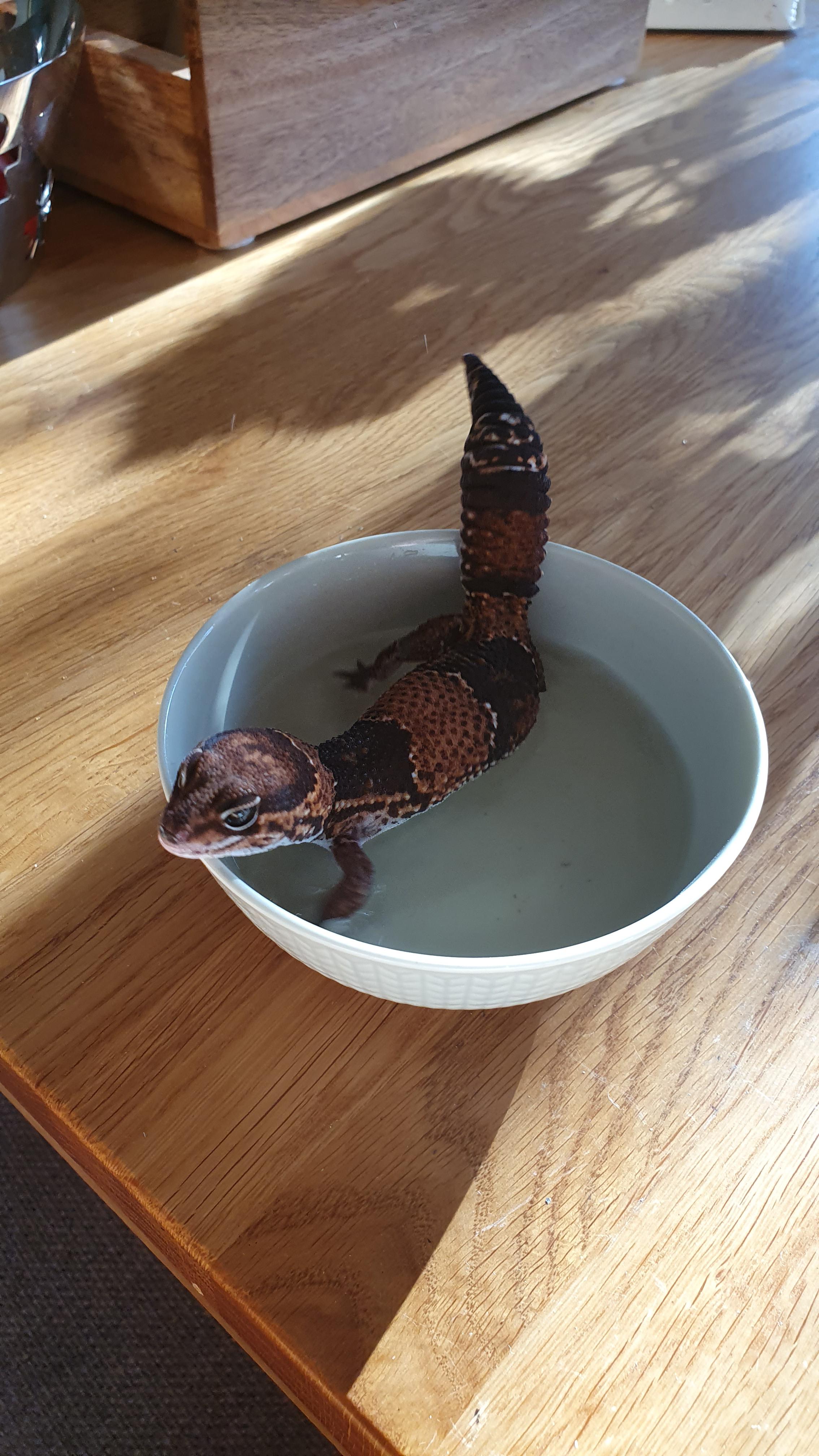 Some pictures of my gecko being a derp | Scrolller