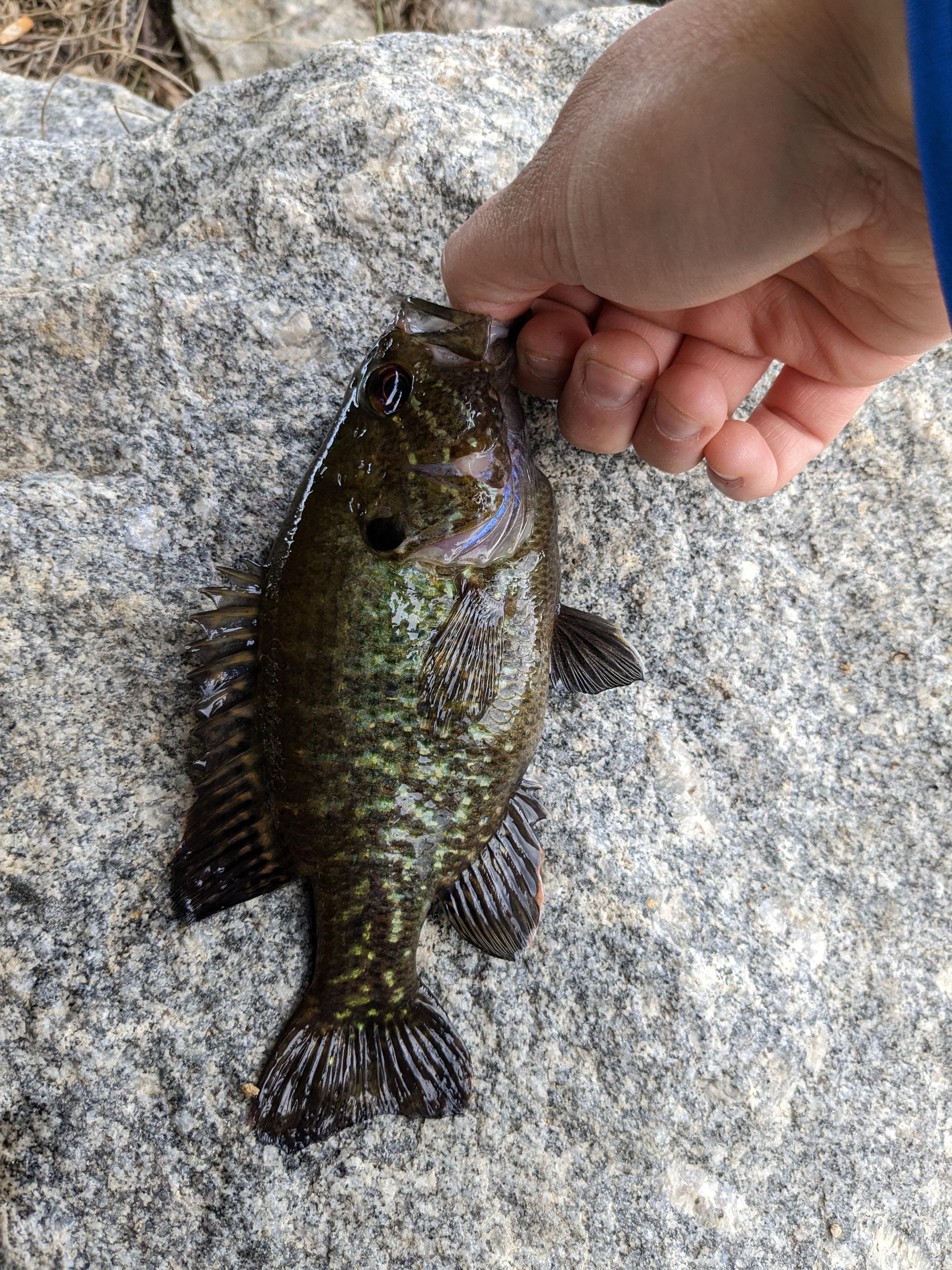 Beautiful pre-spawn Warmouth. | Scrolller