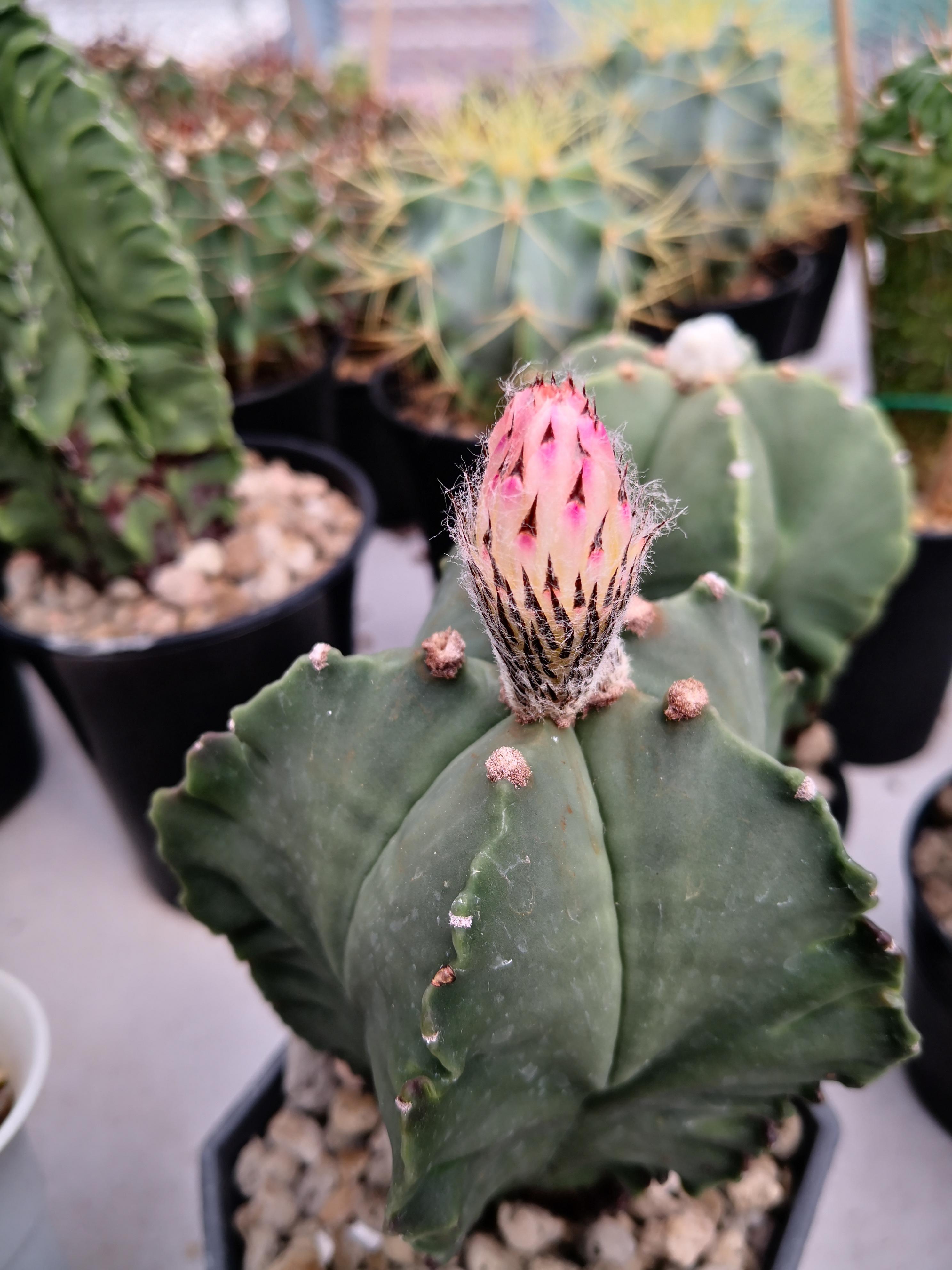 About to bloom :) | Scrolller