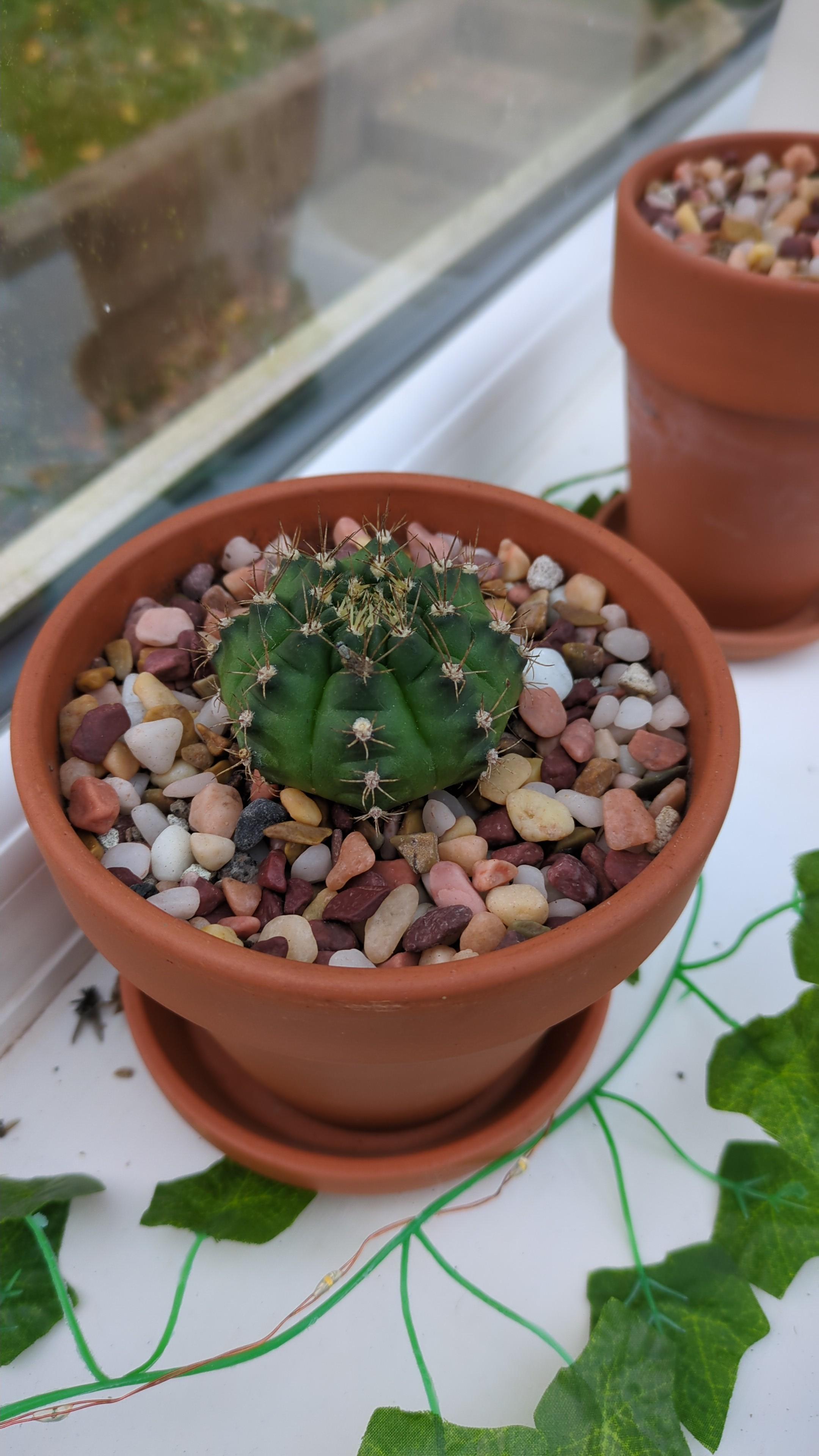 Identification | Scrolller