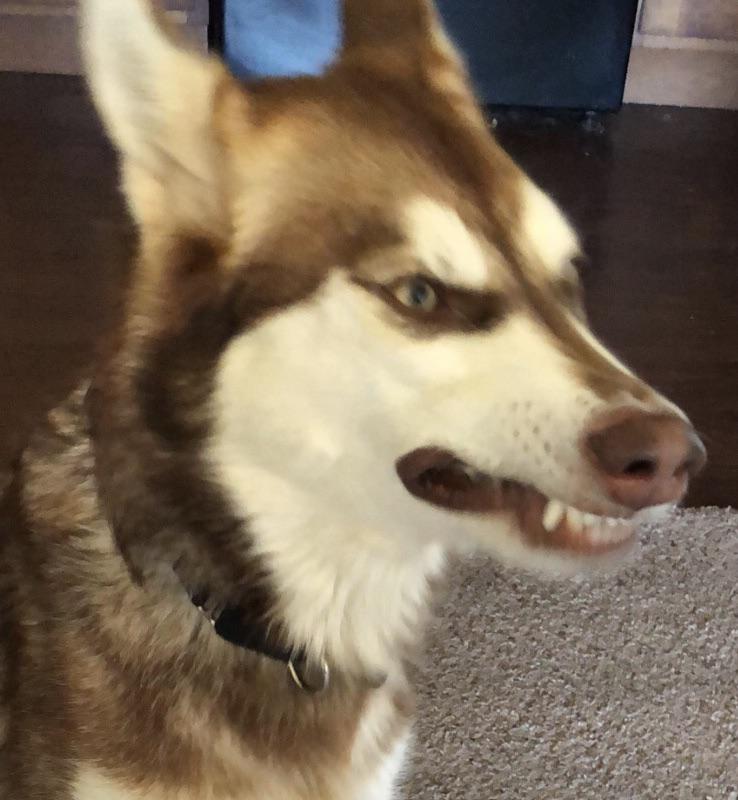 Thought I’d share some pictures of my derpy girl 🐶 | Scrolller