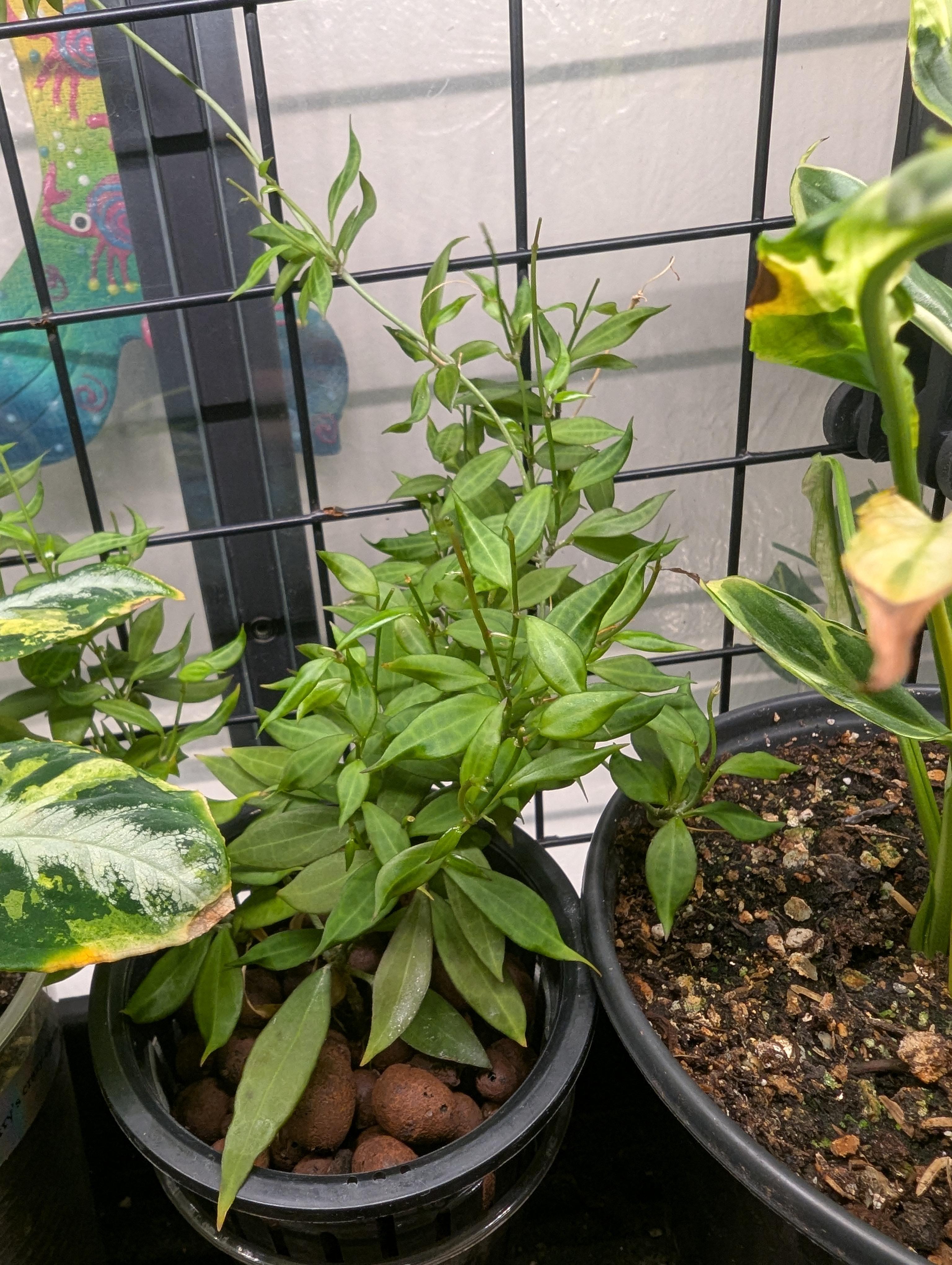 Hoya Microdwarf | Scrolller