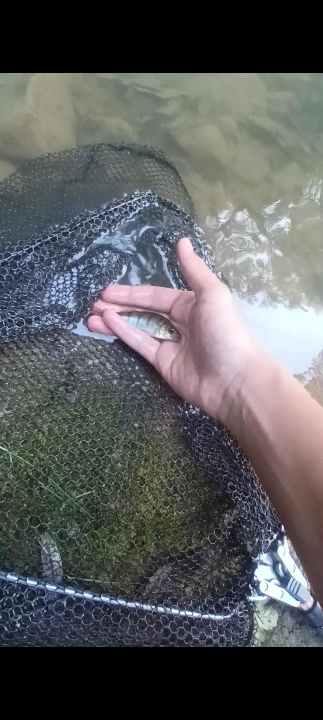 First ever perch!! | Scrolller