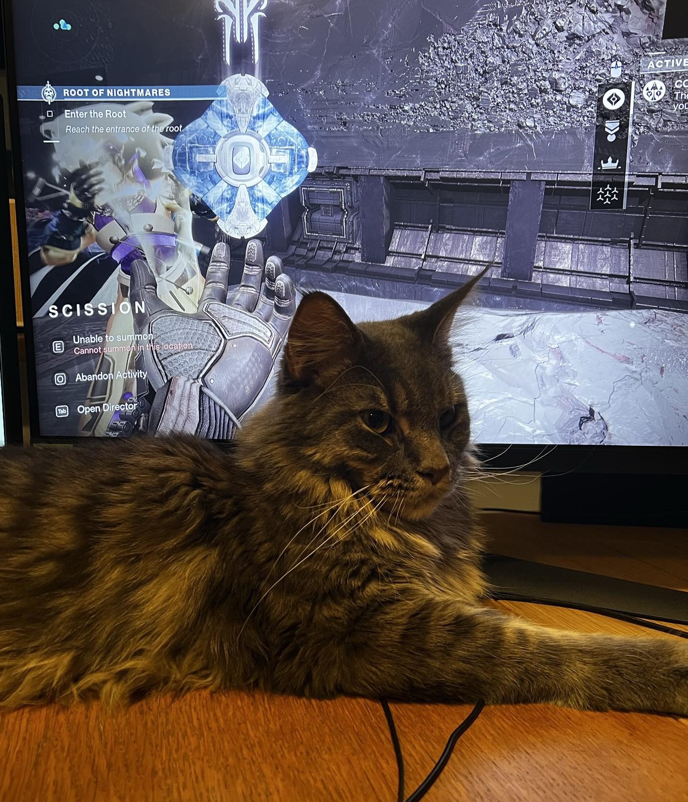 More pics of my cats | Scrolller