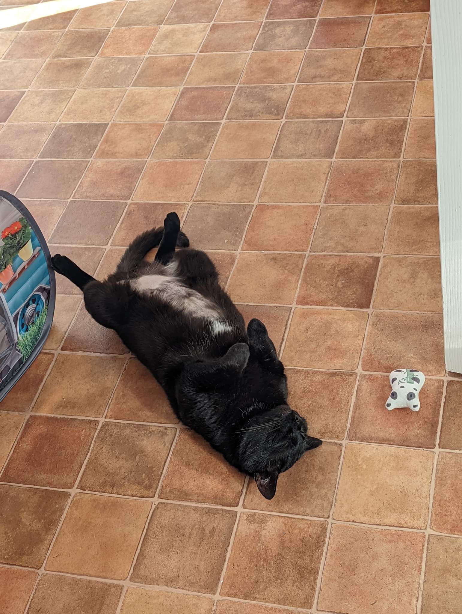 Meet Mochi, he likes to show off his tummy :) (OC) | Scrolller