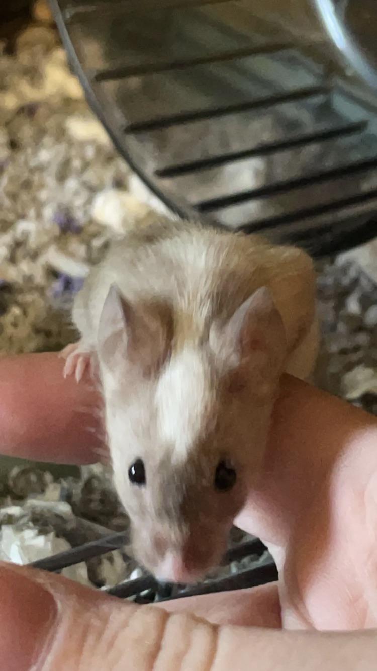 Today is Sophie’s first birthday!! (And/or adoption anniversary) | Scrolller