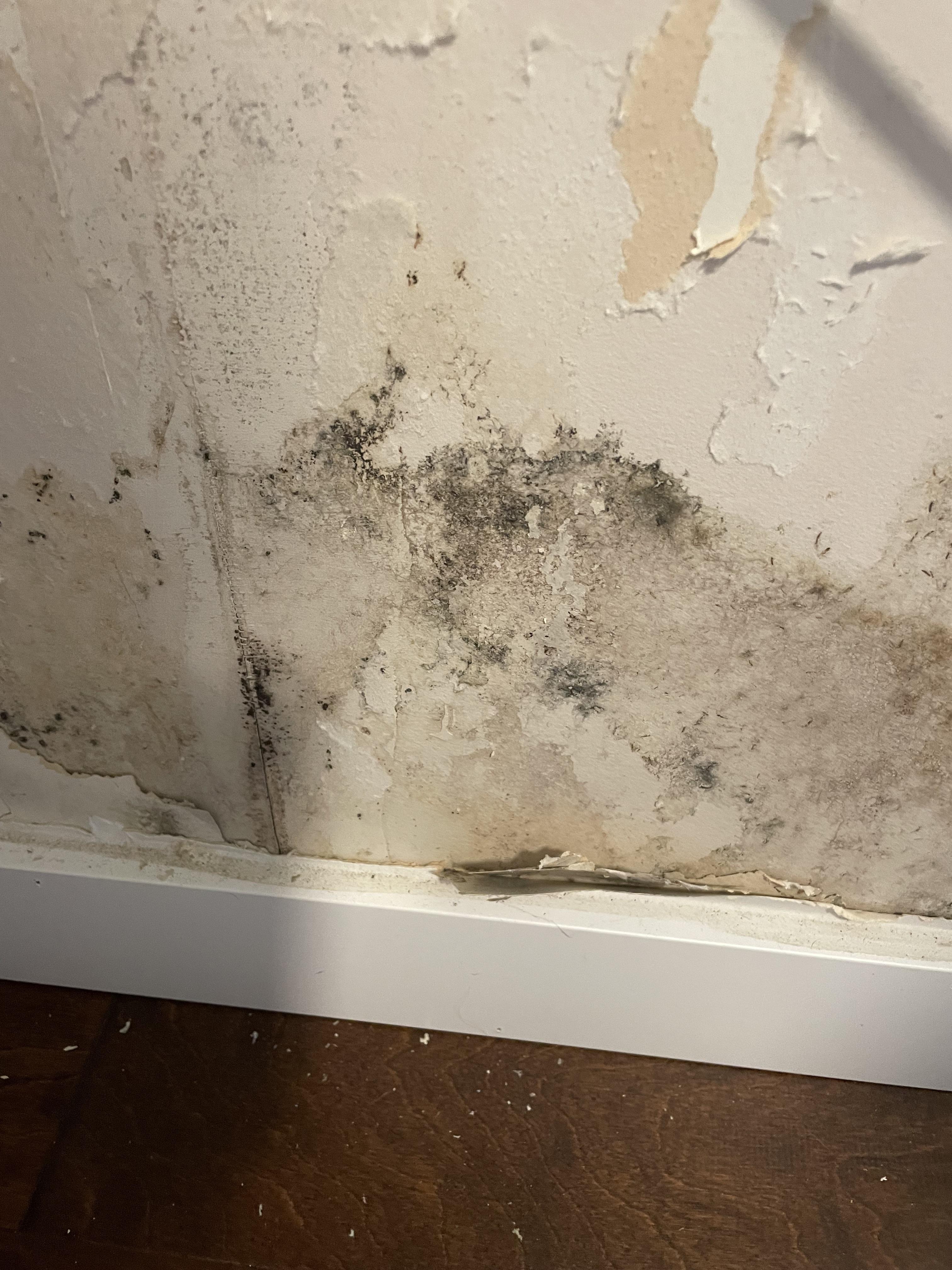 Is this black mold? | Scrolller