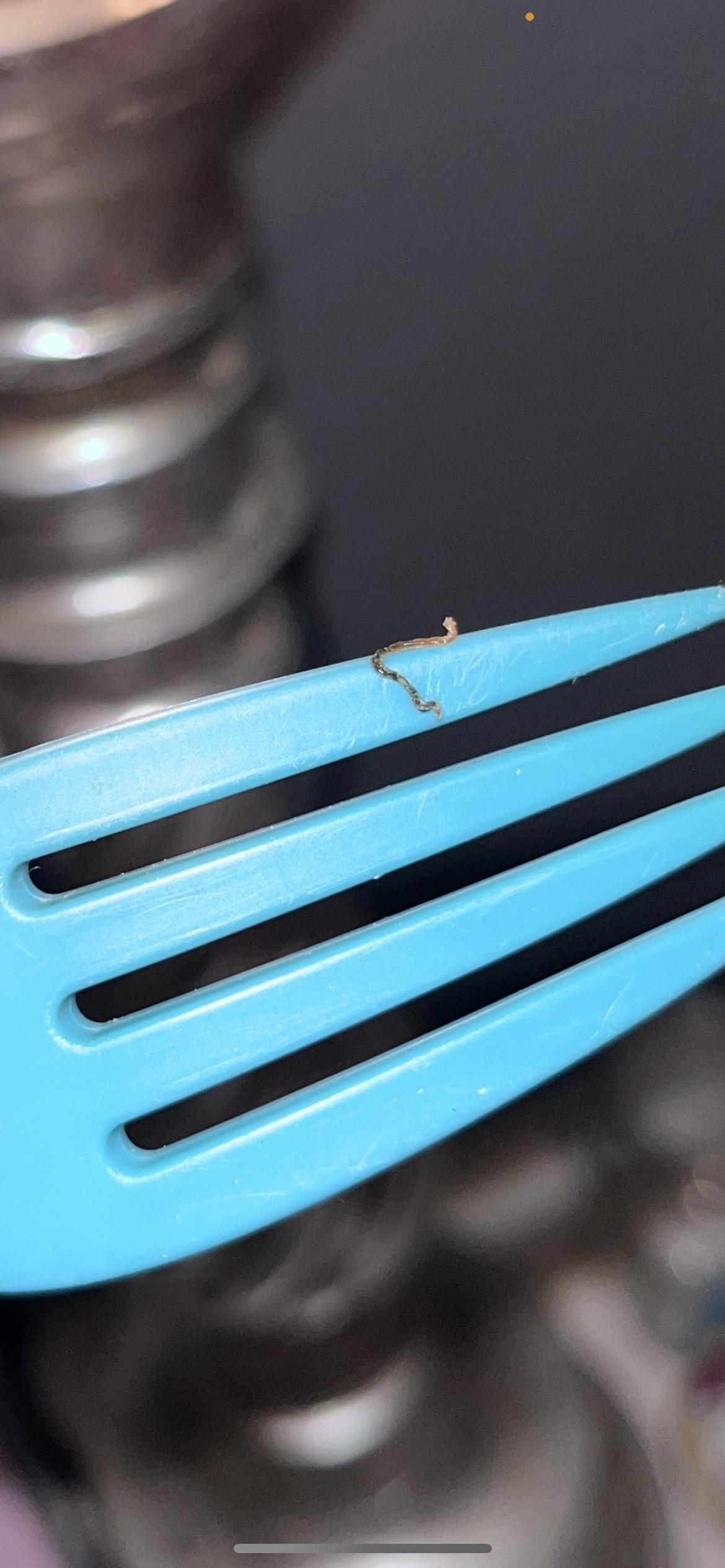 What kind of worm is this? It’s tiny and dead. | Scrolller