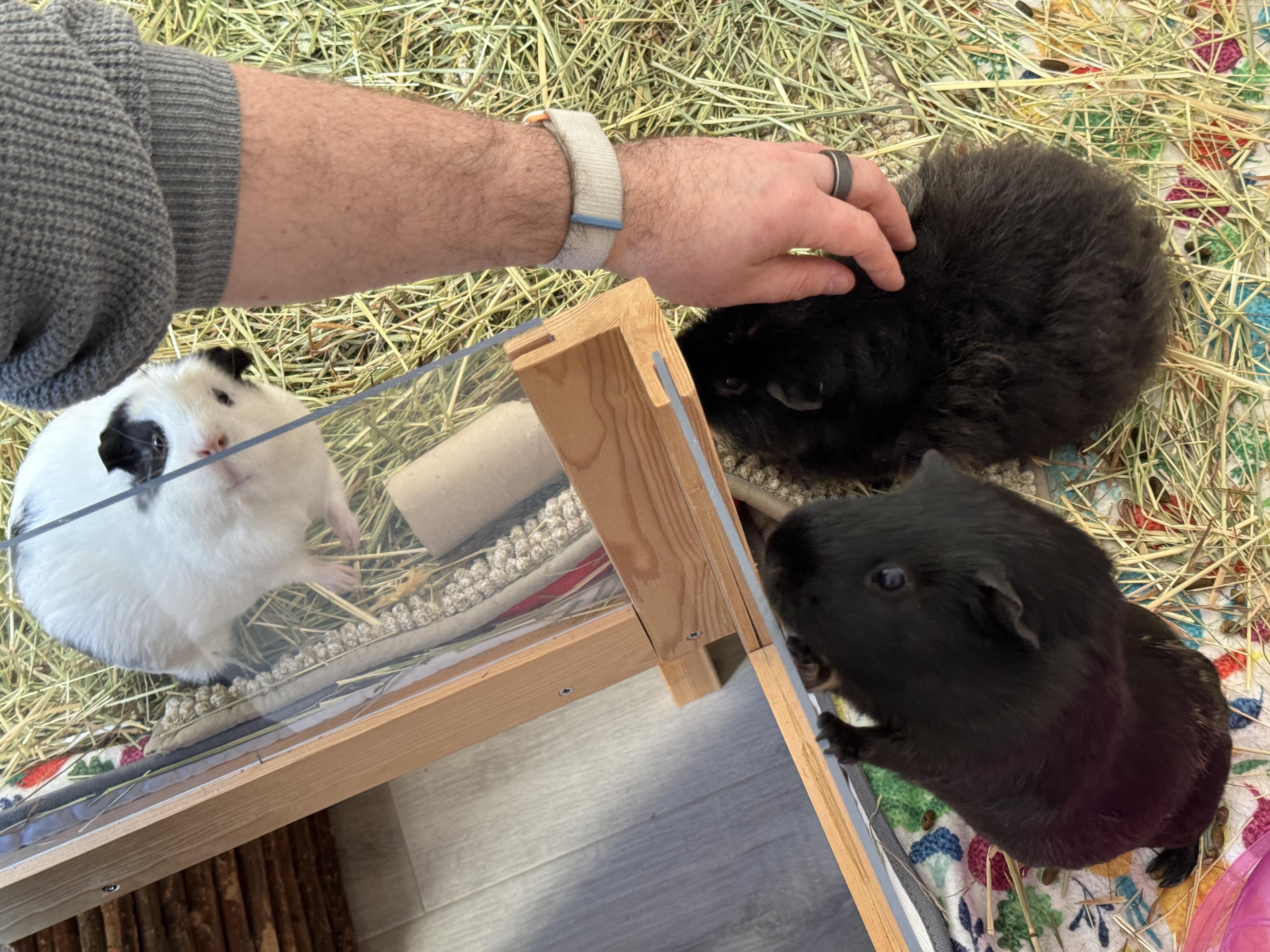 Needy Girls Begging For Their Evening Veggies Scrolller