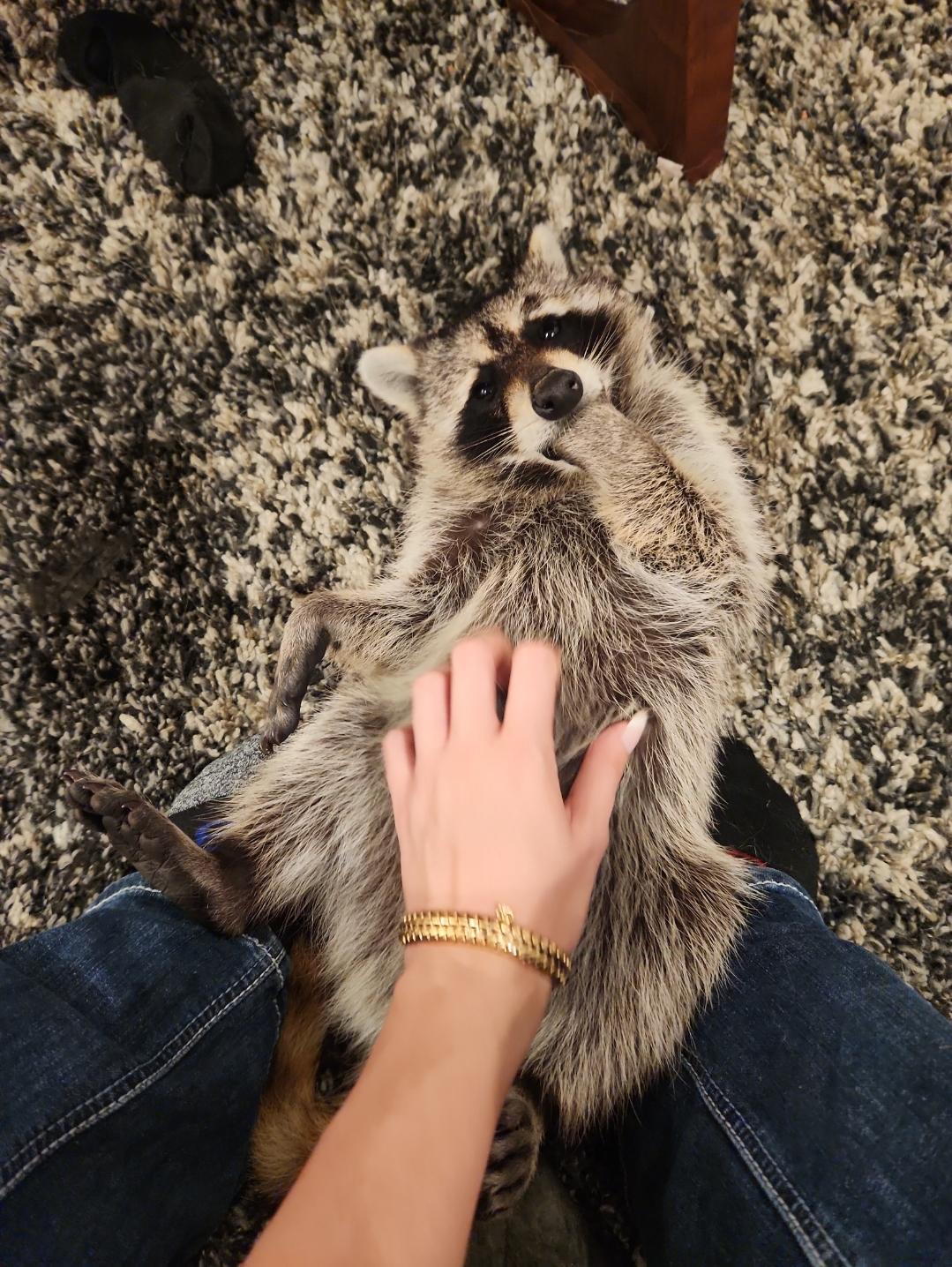 Belly rubs are the best | Scrolller