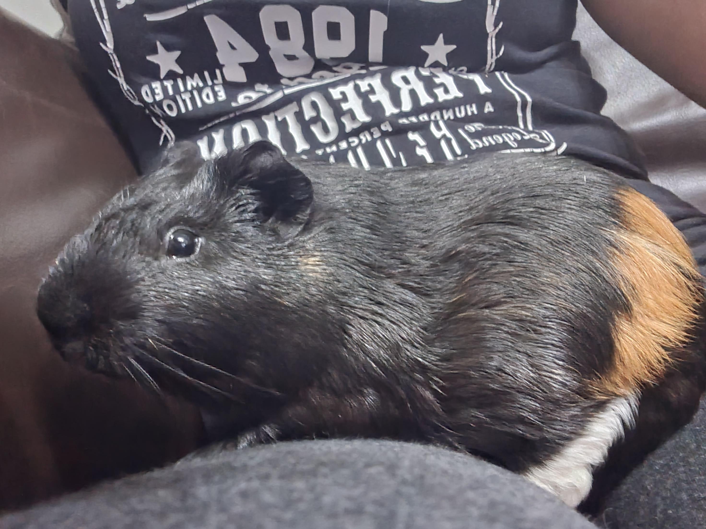 Meet Bob (Black) and Leo (long hair). I'm in love! | Scrolller