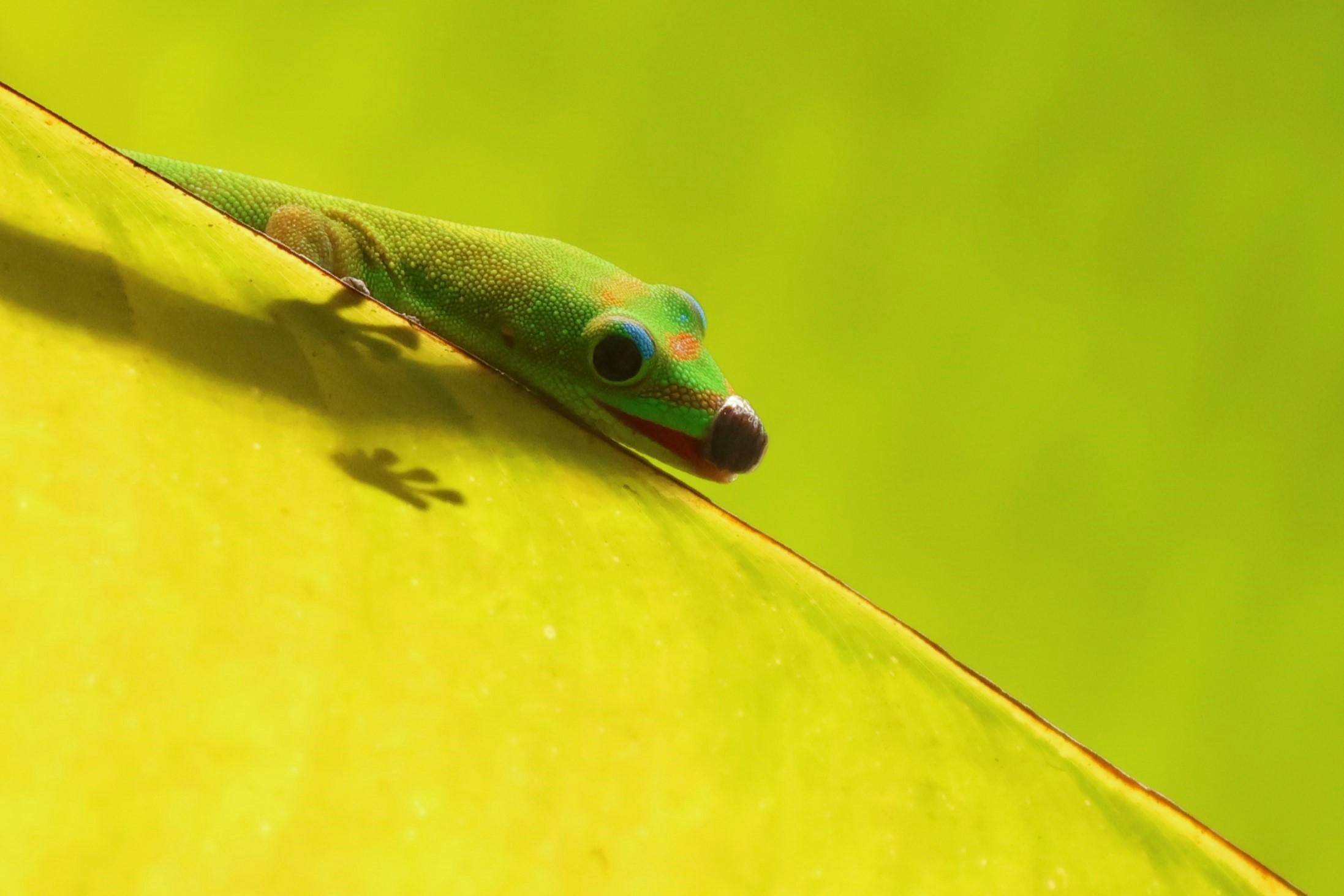 Gold dust day gecko | Scrolller