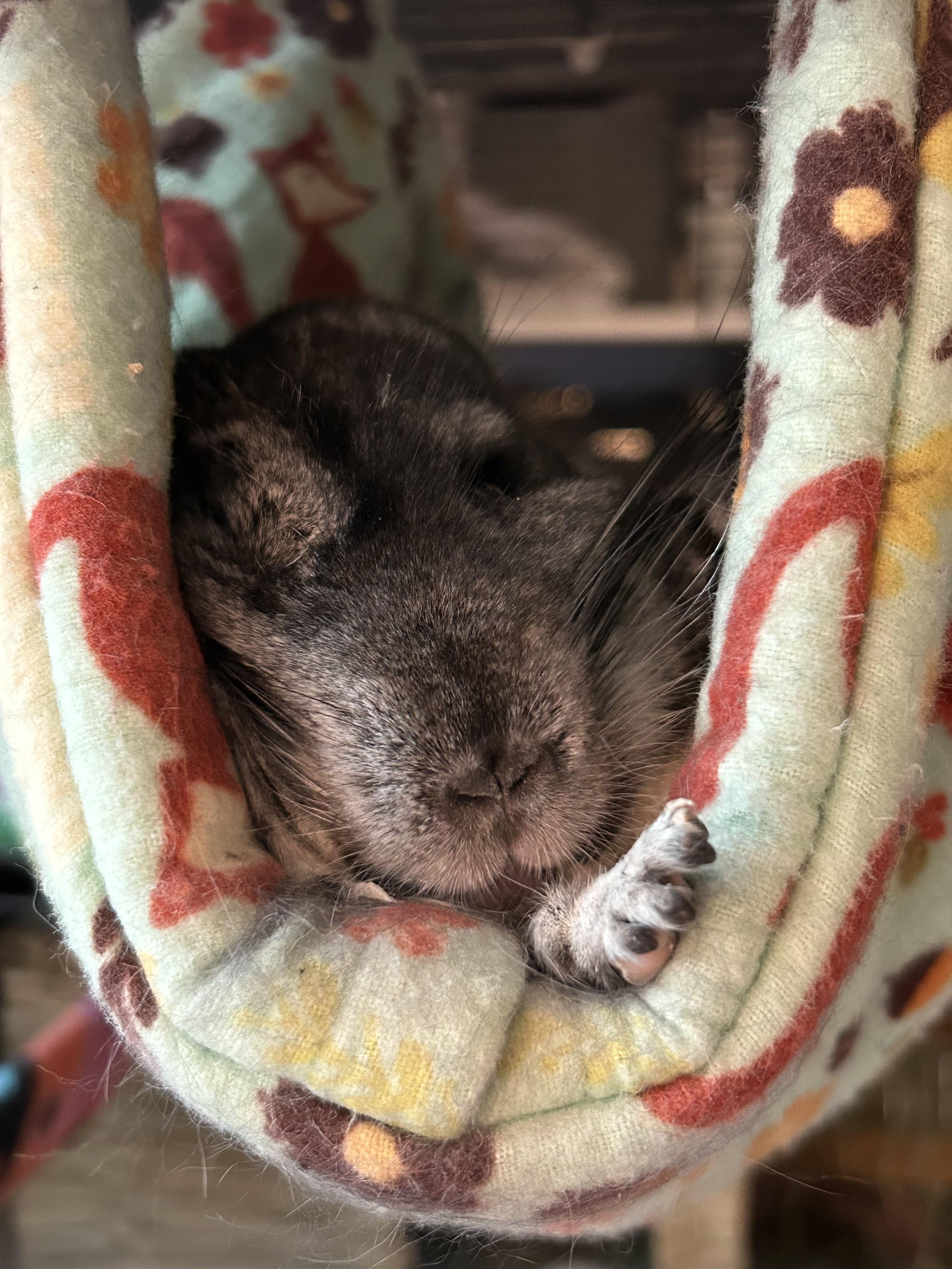 Sleepy Jelly Bean | Scrolller