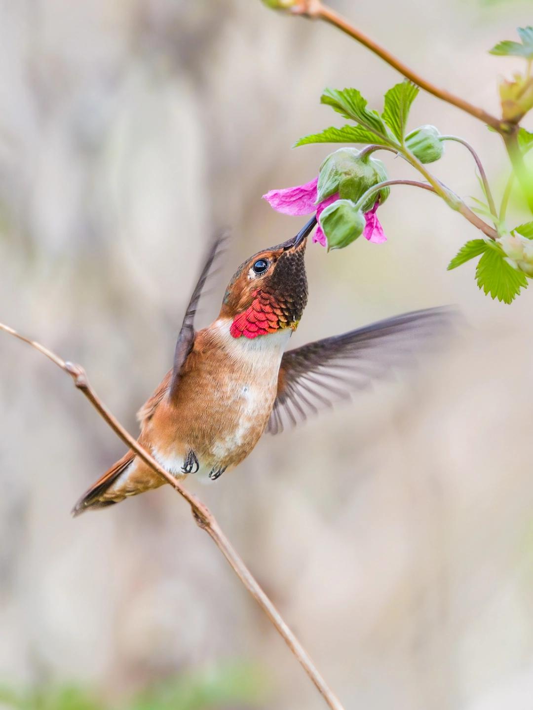 A roufous hummingbird in flight! | Scrolller