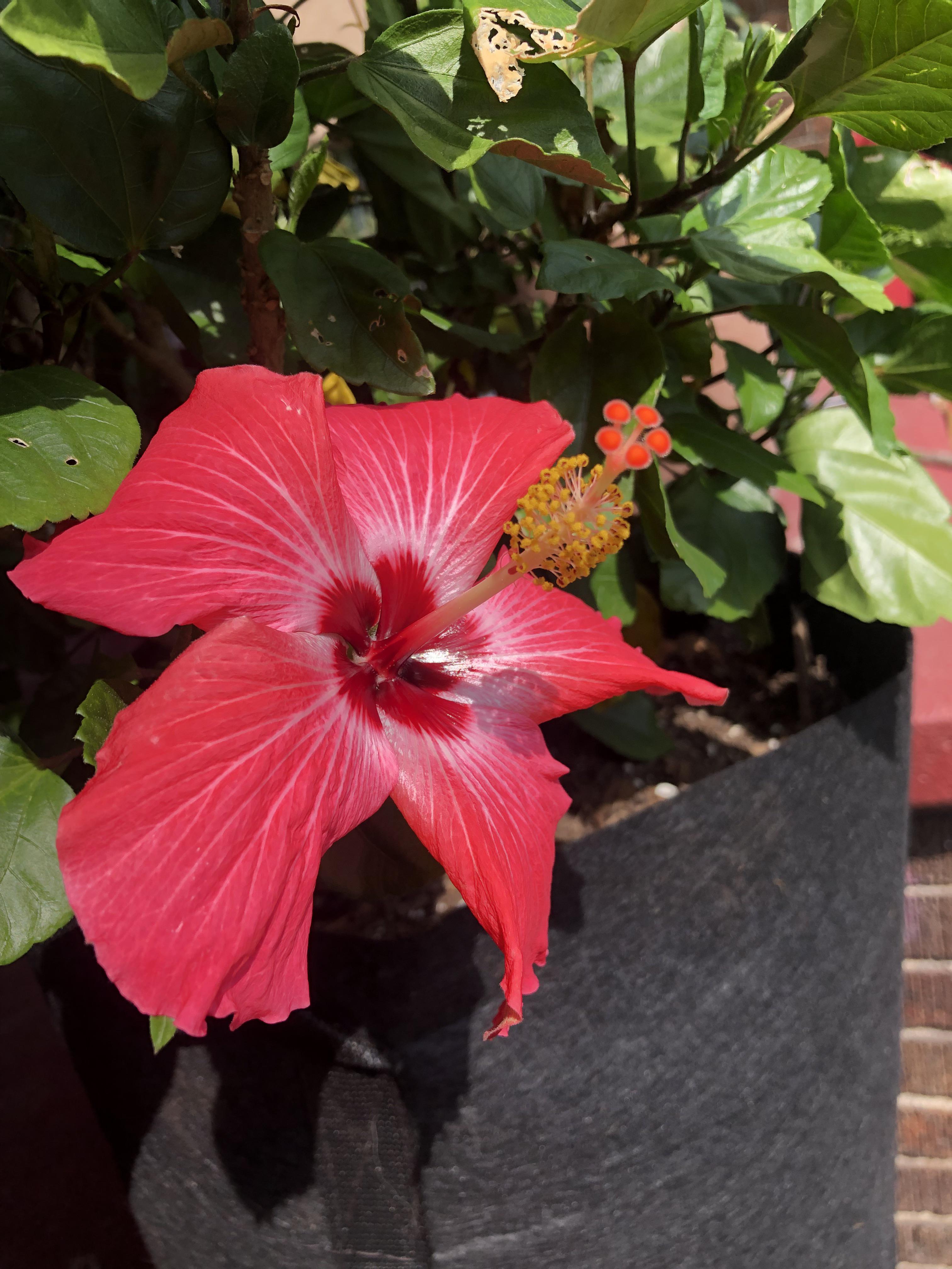 Hibiscus appreciation post | Scrolller