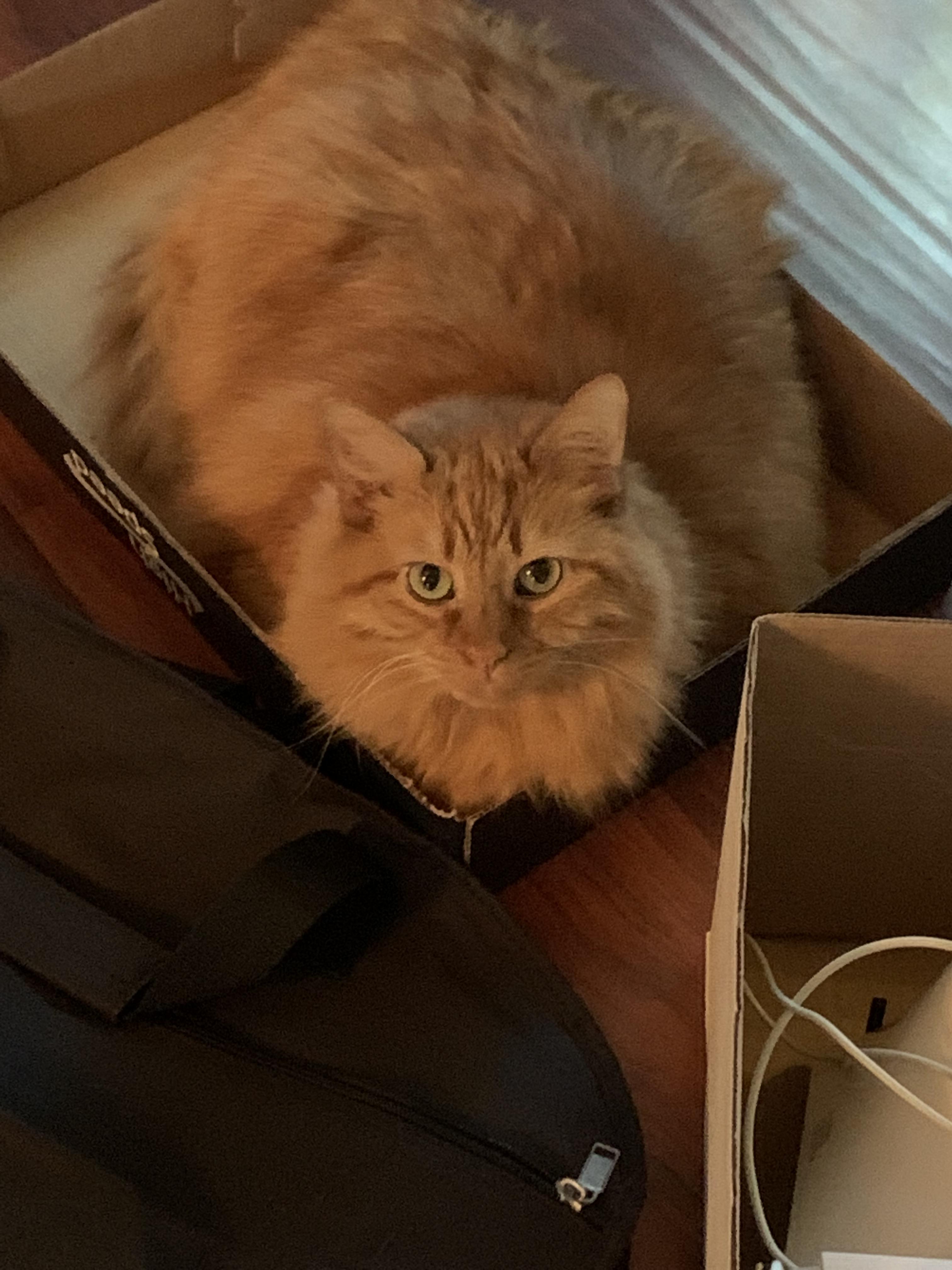 Evolution of a chonker | Scrolller