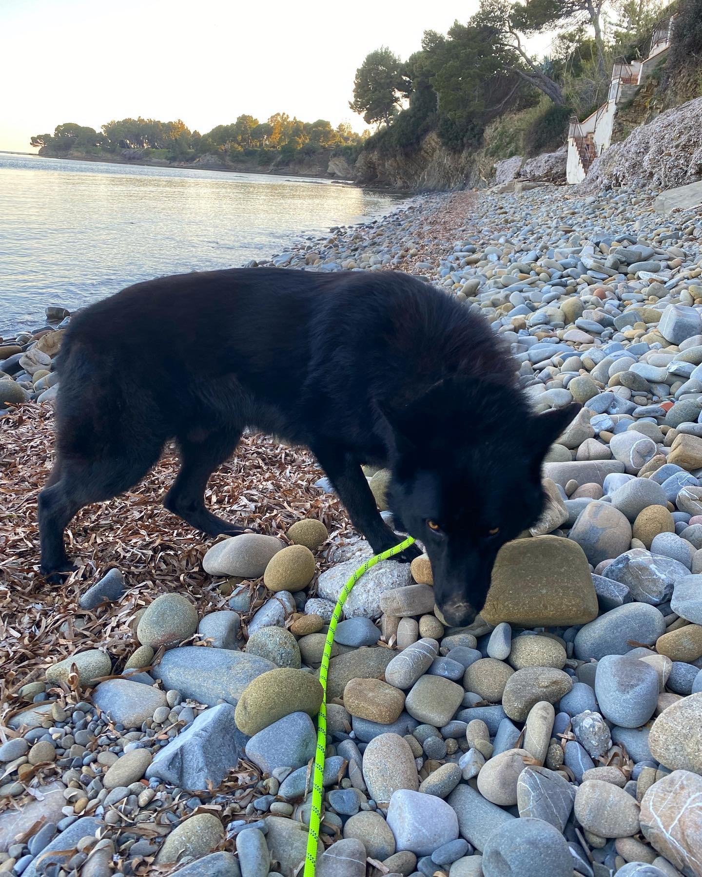 Pick 1 Sirius on social medias ; pick 2 and 3 Sirius in real life | Scrolller