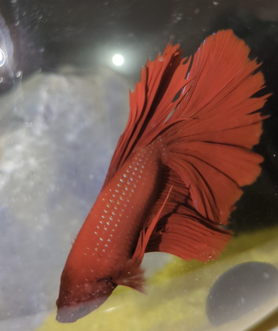 My relative's betta/ does it have finrot ? | Scrolller