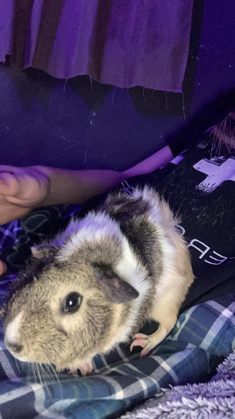 My little Cleo🥺 | Scrolller