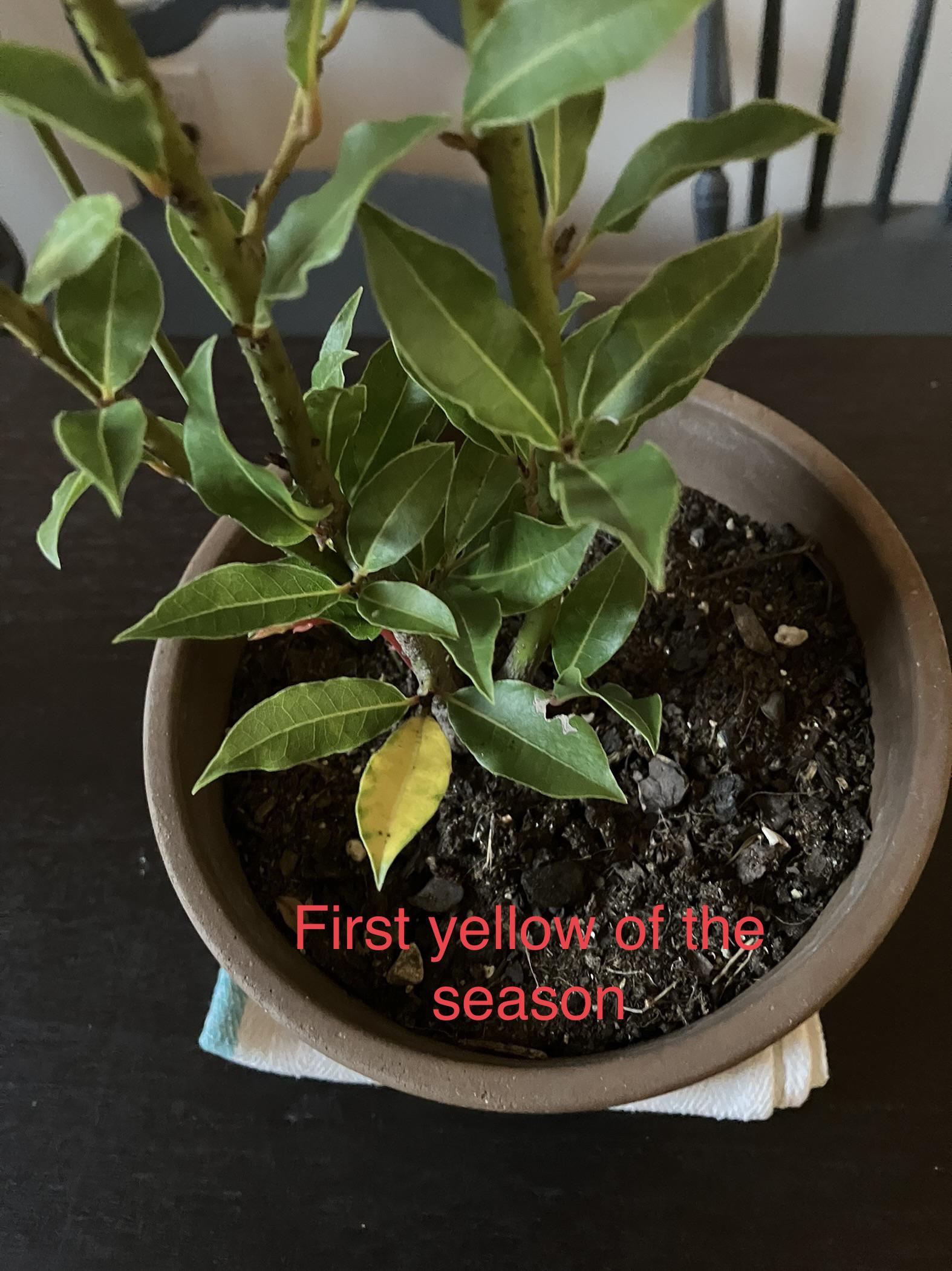 Water? Light? Prune? | Scrolller