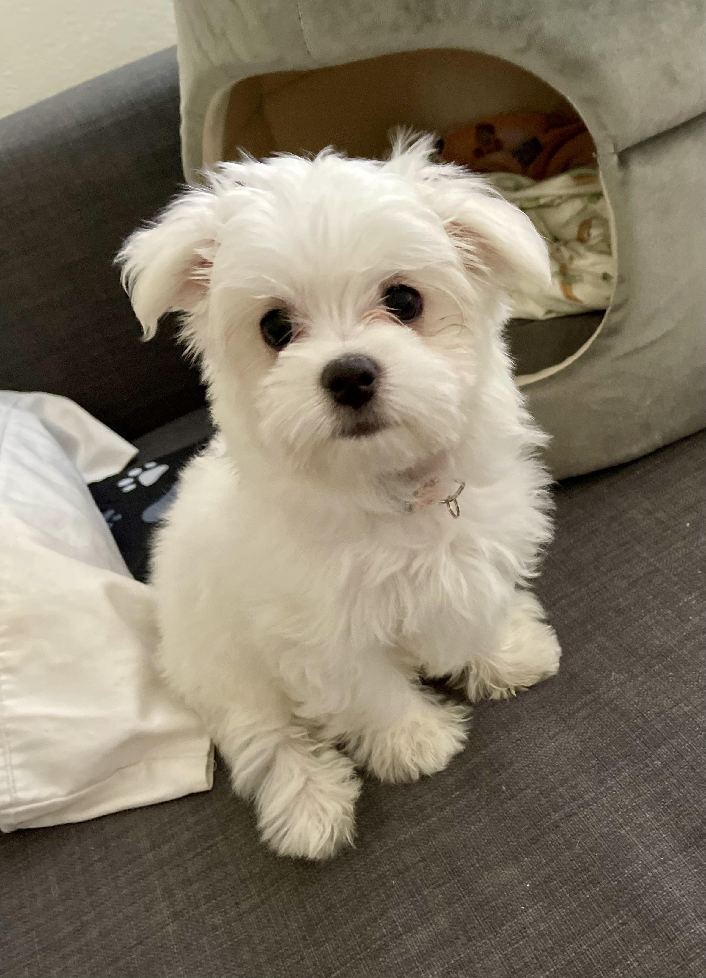 Need help with separation anxiety! ( Hers not mine lol) | Scrolller