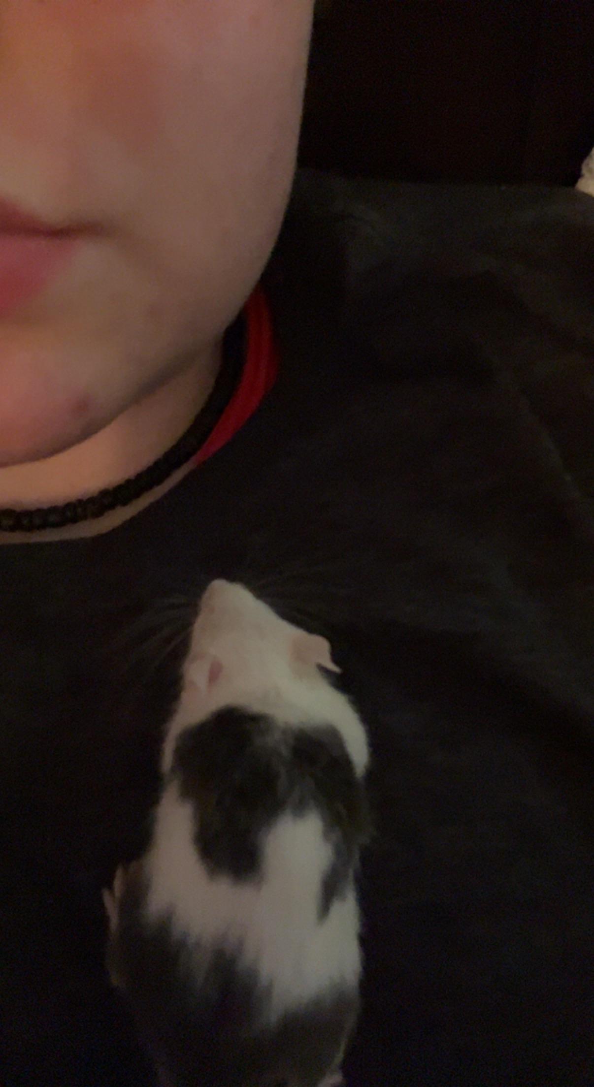 In loving memory of bowie | Scrolller