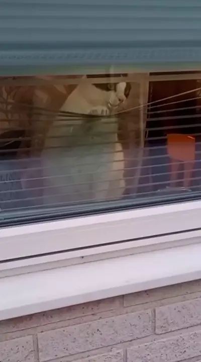 Neighbourhood Peeper | Scrolller