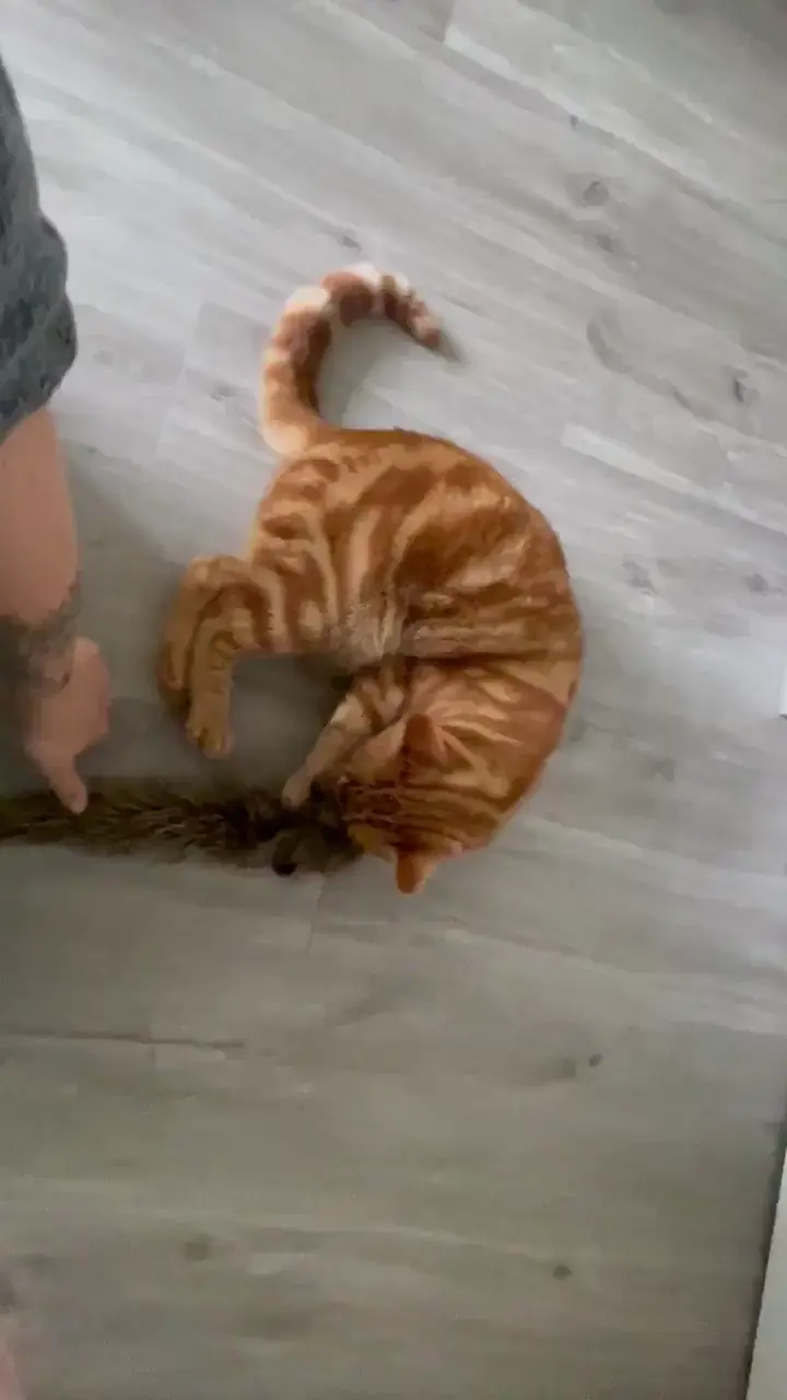 Never let go of Stink Weasel | Scrolller