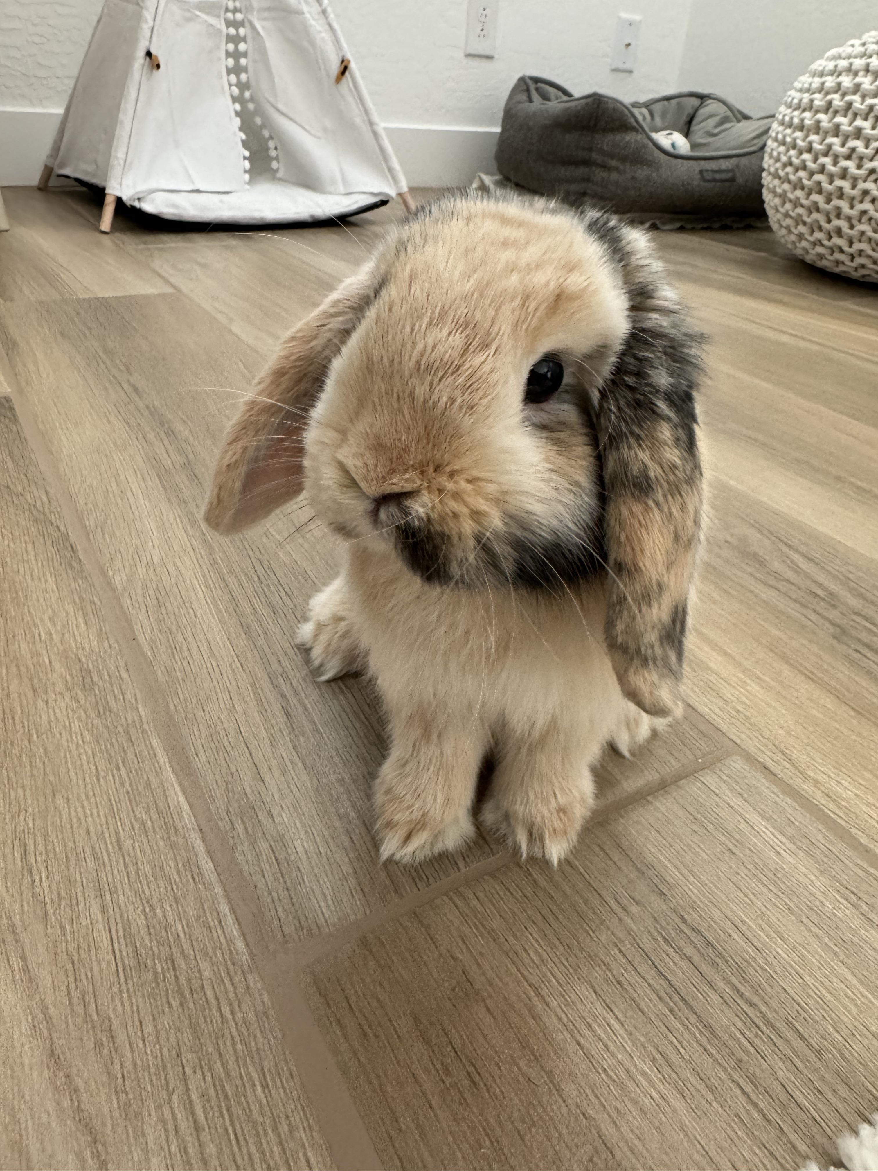 New Bunny & New Here | Scrolller