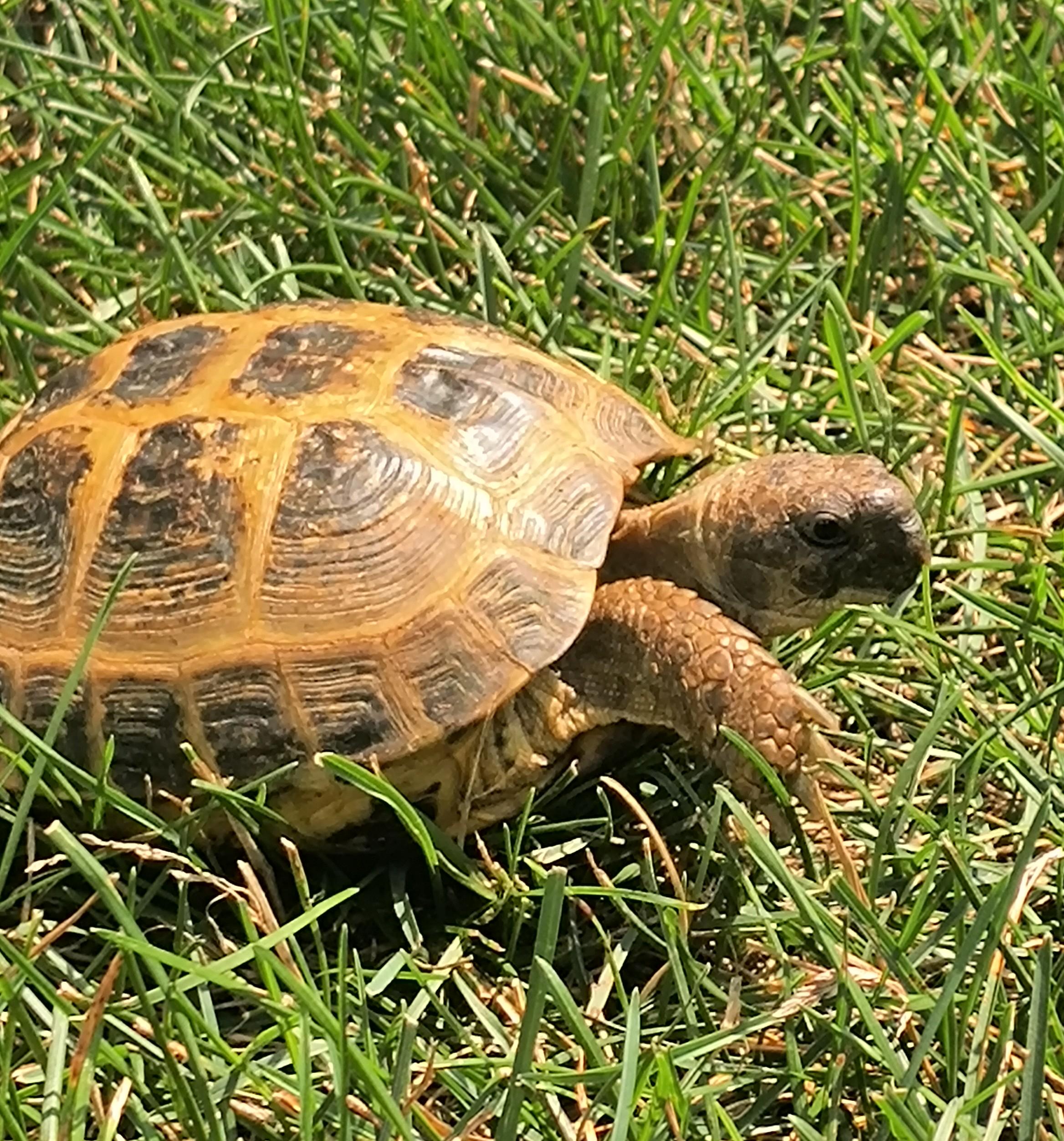 New enclosure | Scrolller