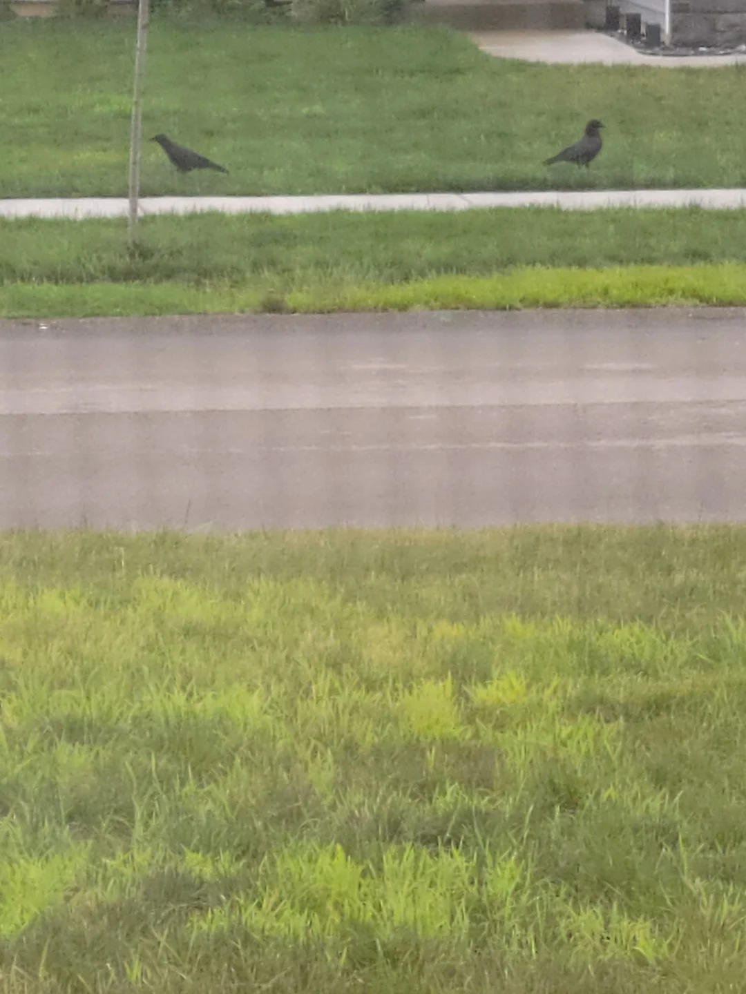 Discover more like Corvids: New gang moved in after a storm, 5 members total. Should I be ...