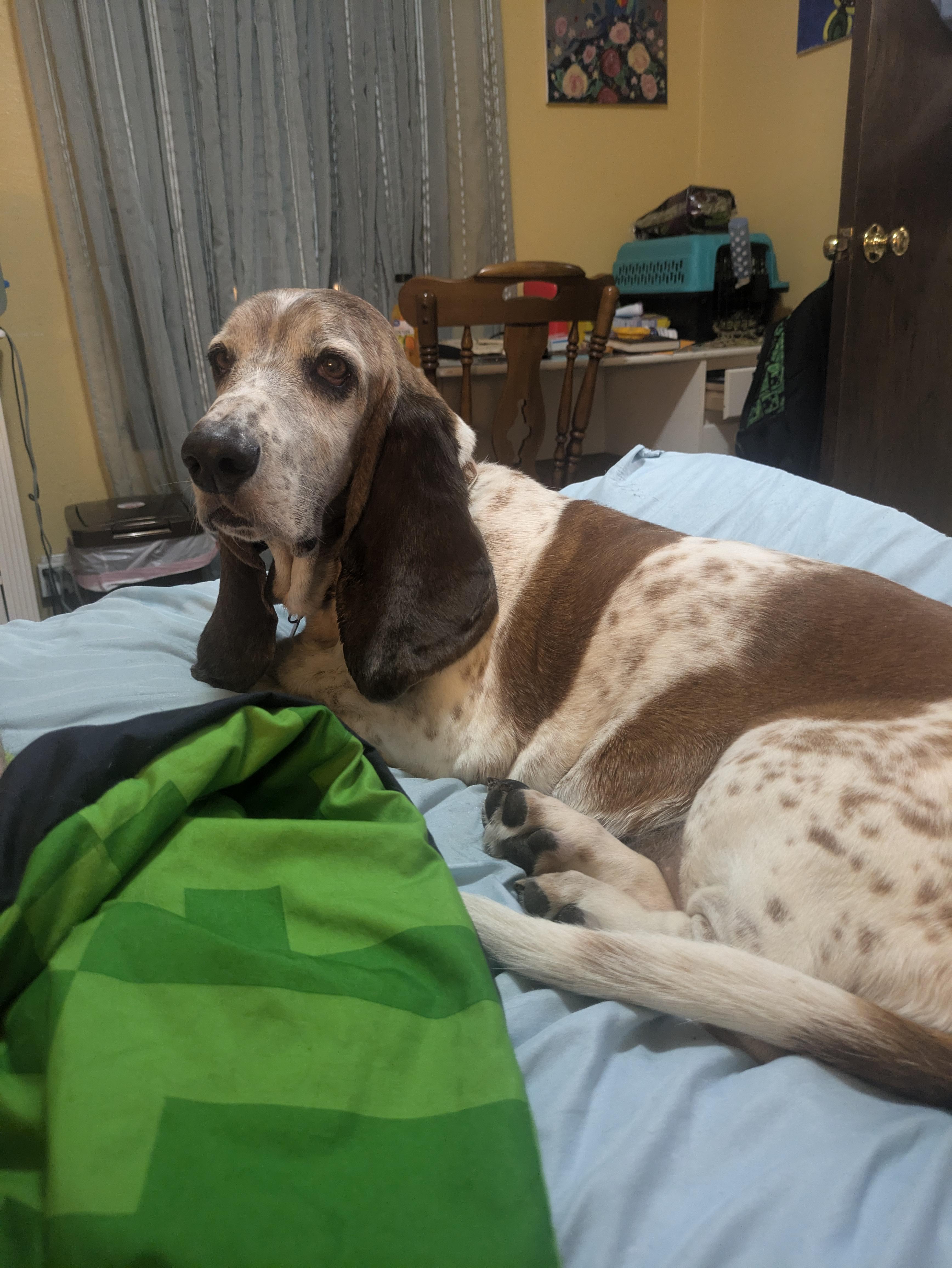 Discover more like Basset: New here. and Related Content | Scrolller