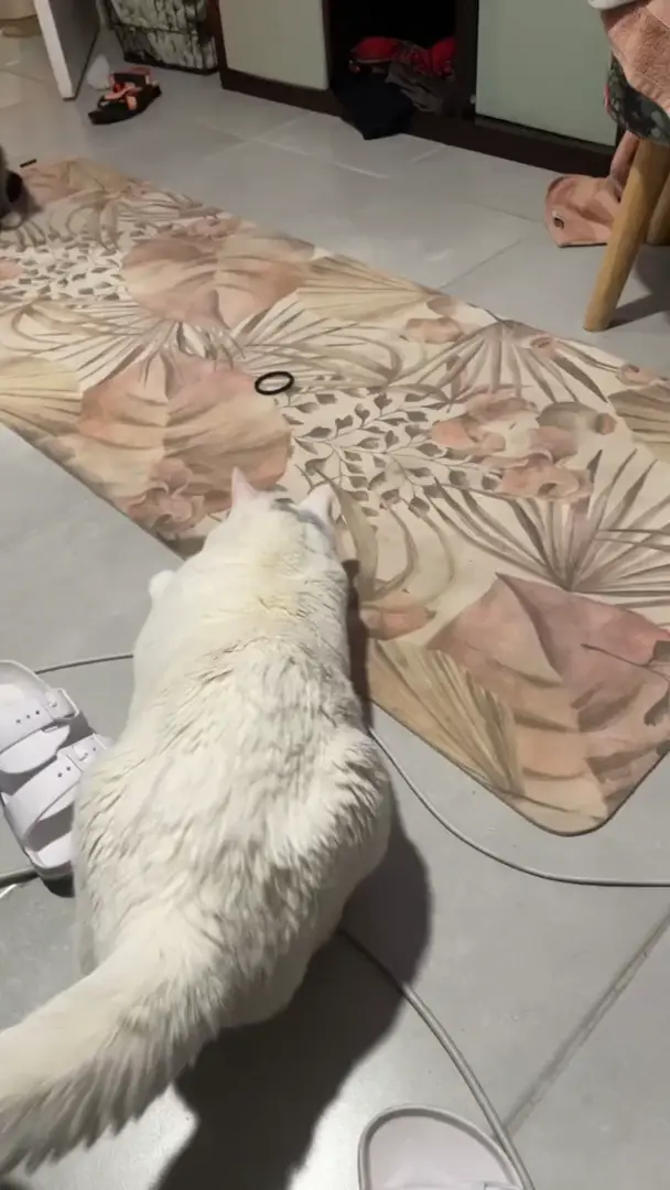 New kitty siblings still getting used to each other 😅 | Scrolller