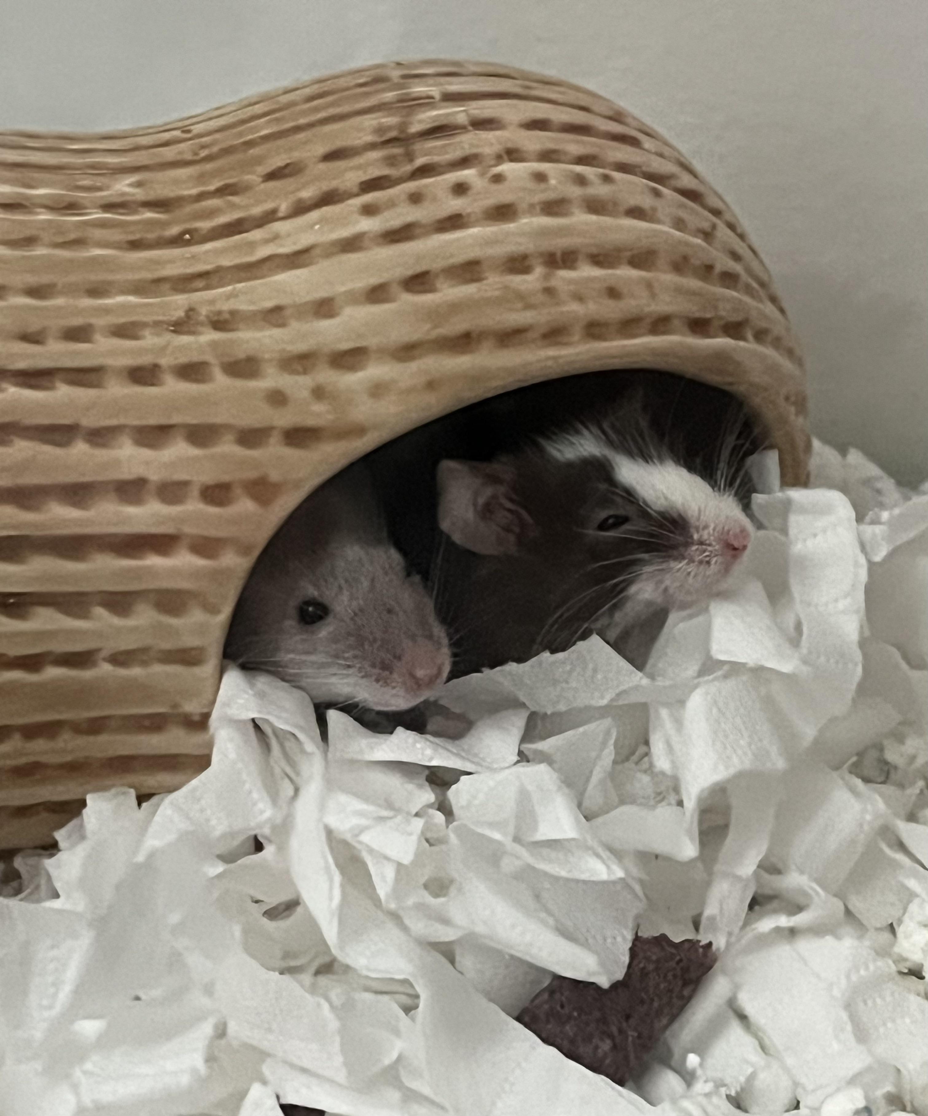 New Peanut | Scrolller