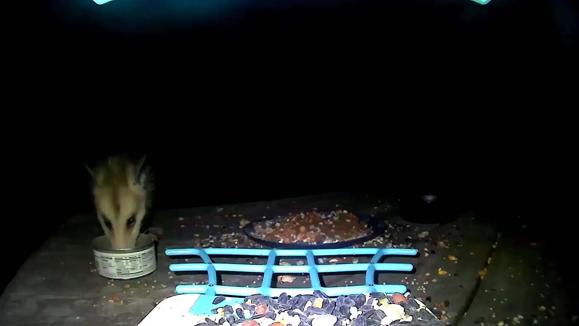 New visitor | Scrolller