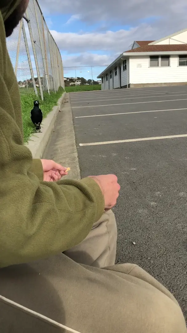 New Zealand Magpie friends | Scrolller